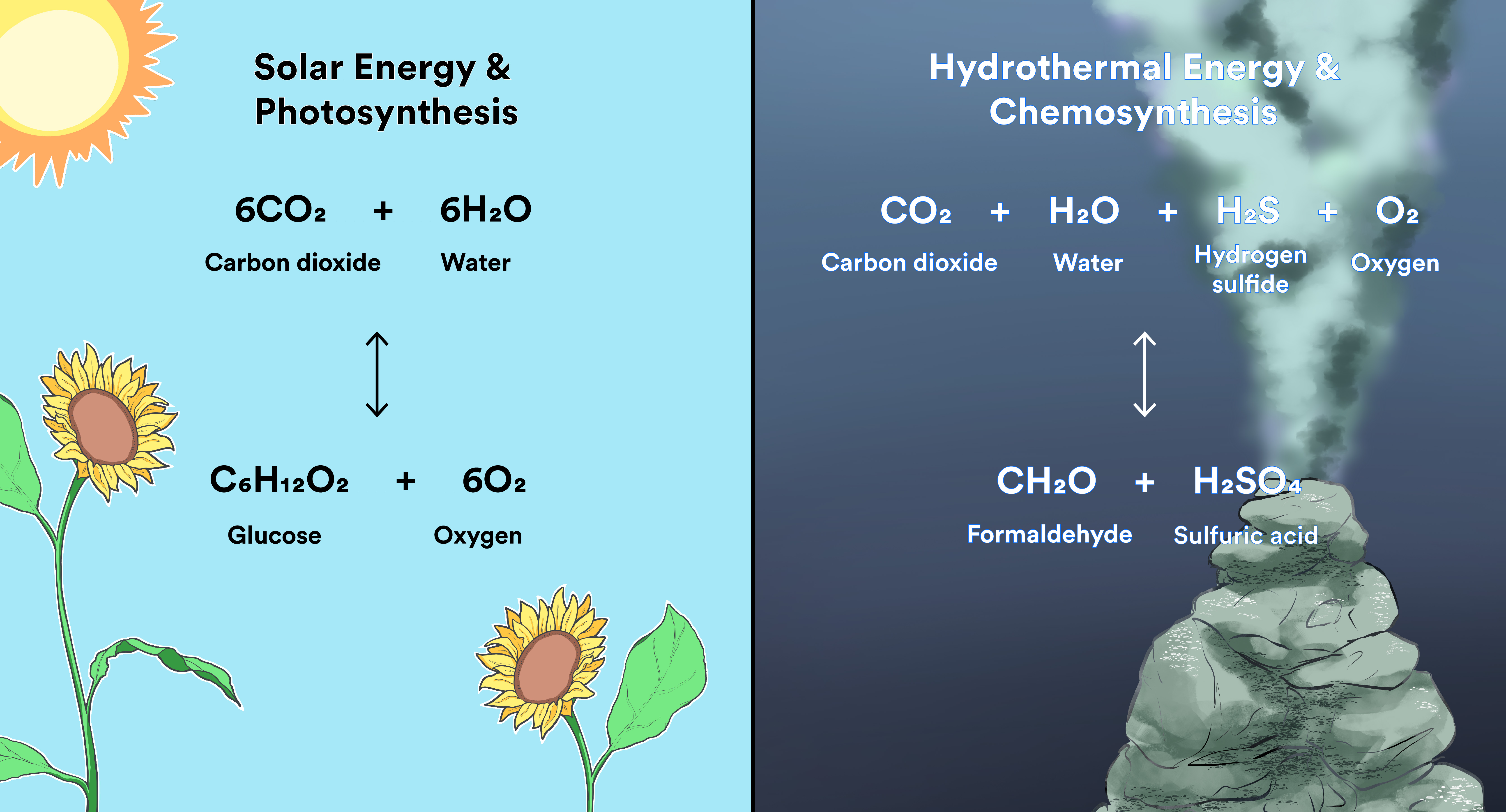 Photosynthesis vs. chemosynthesis