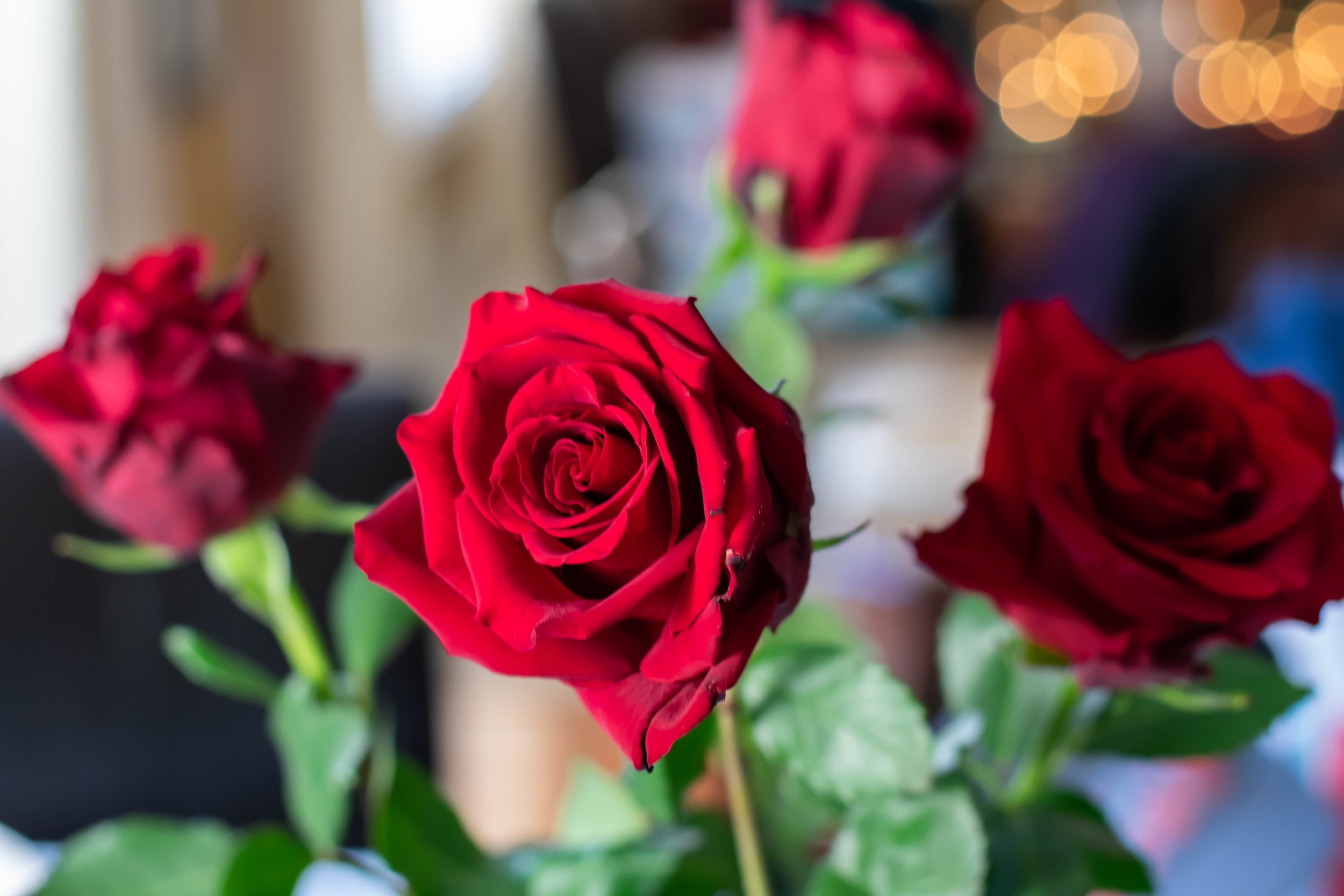 “A Red, Red Rose”: A poem by Robert Burns