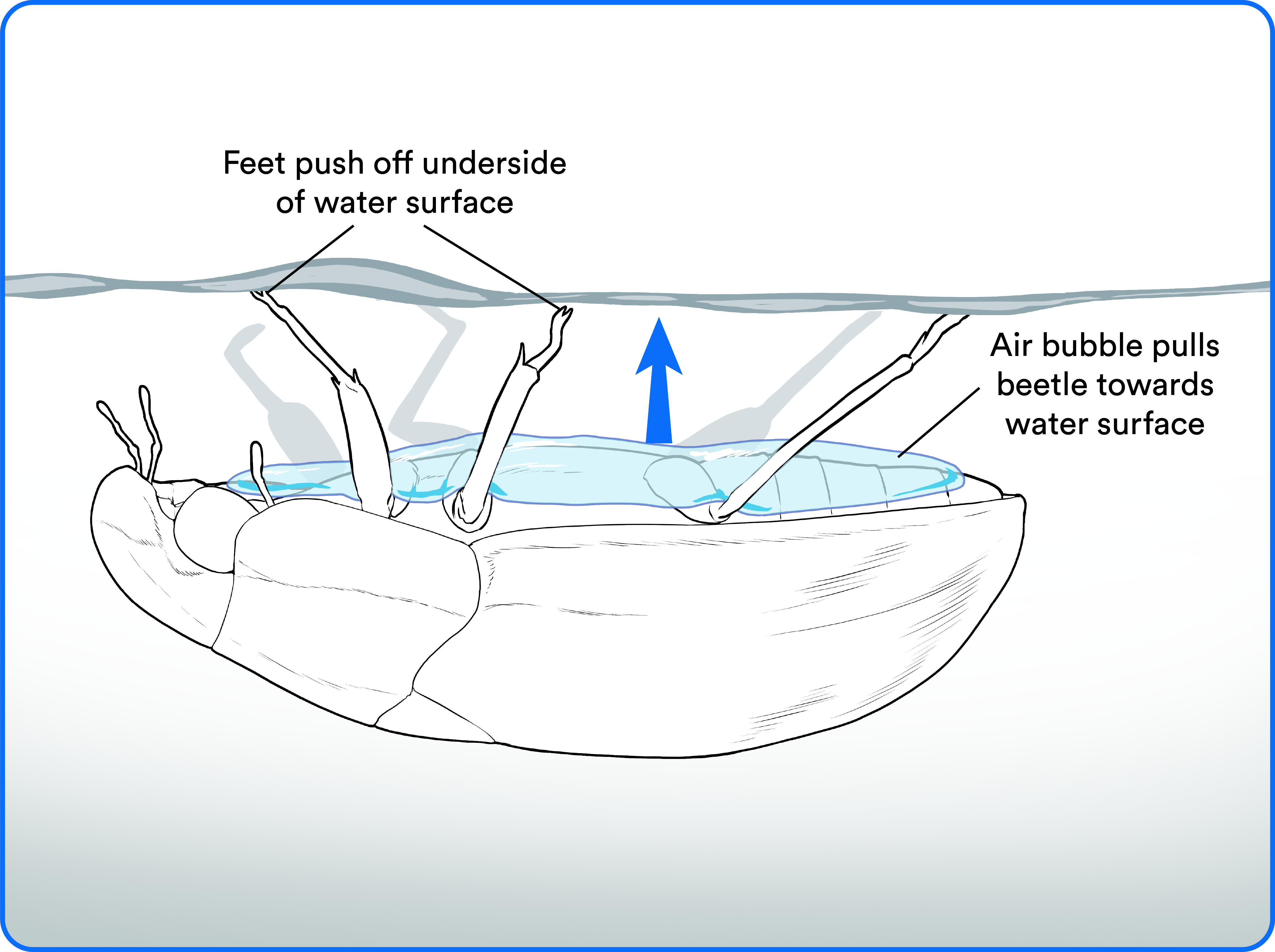 Newsela | Some beetles walk along the underside of the water’s surface