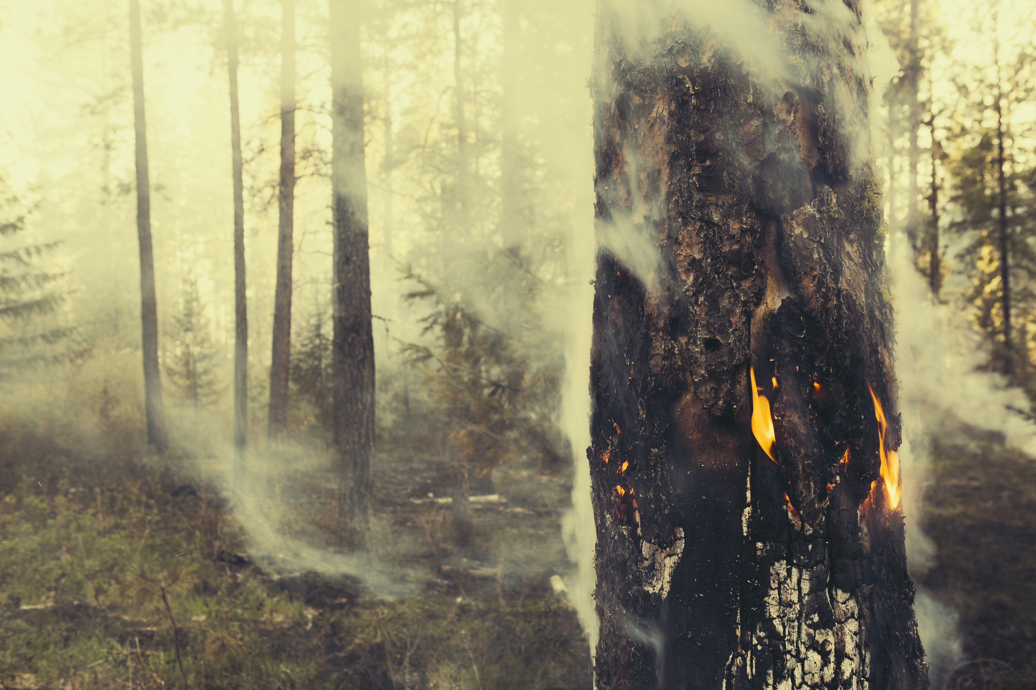 “Zombie” wildfires can reemerge after wintering underground