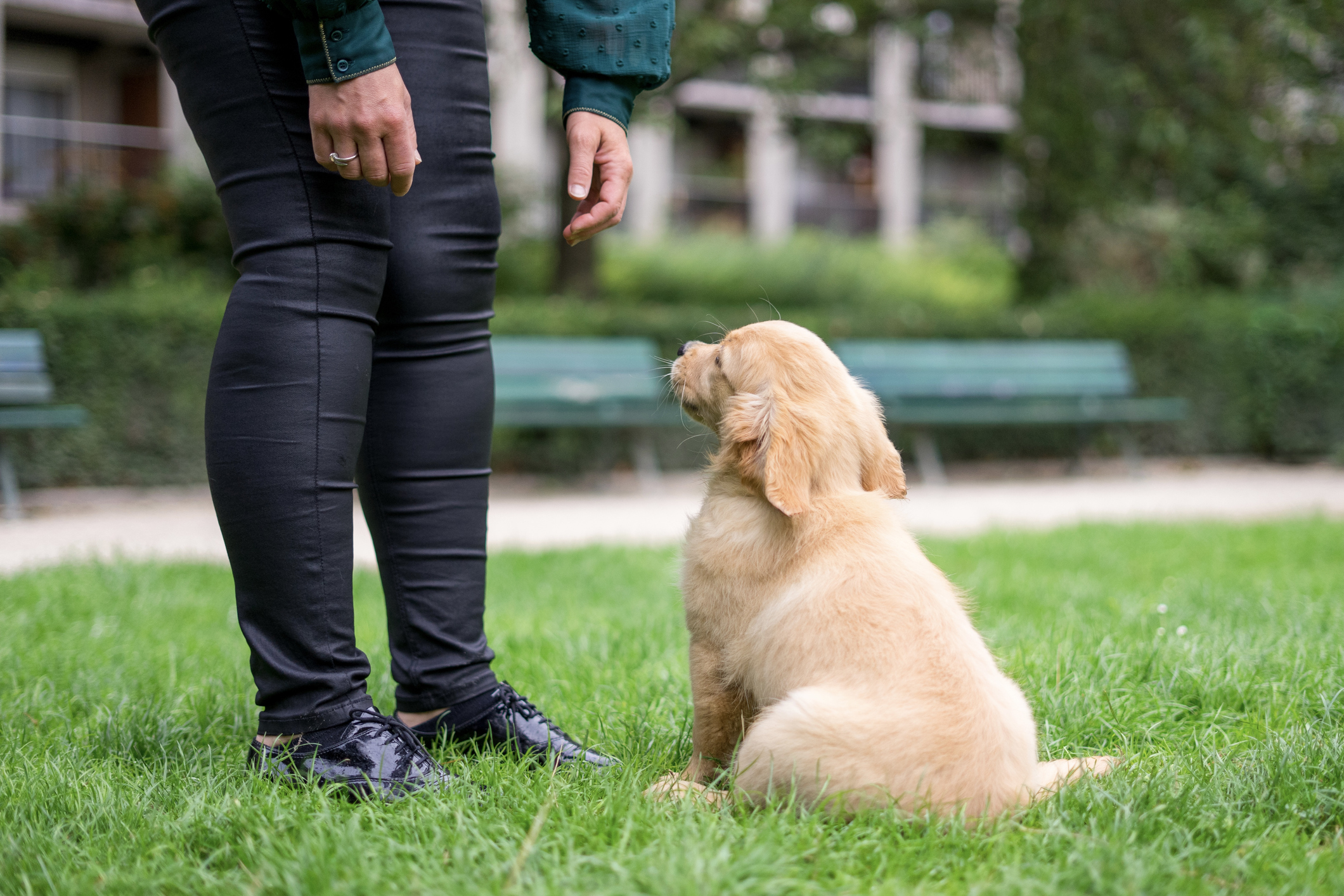 Even raised by people, wolves don’t tune into you like your dog