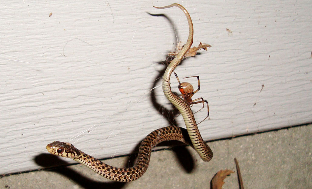 Spiders can take down and feast on surprisingly big snakes