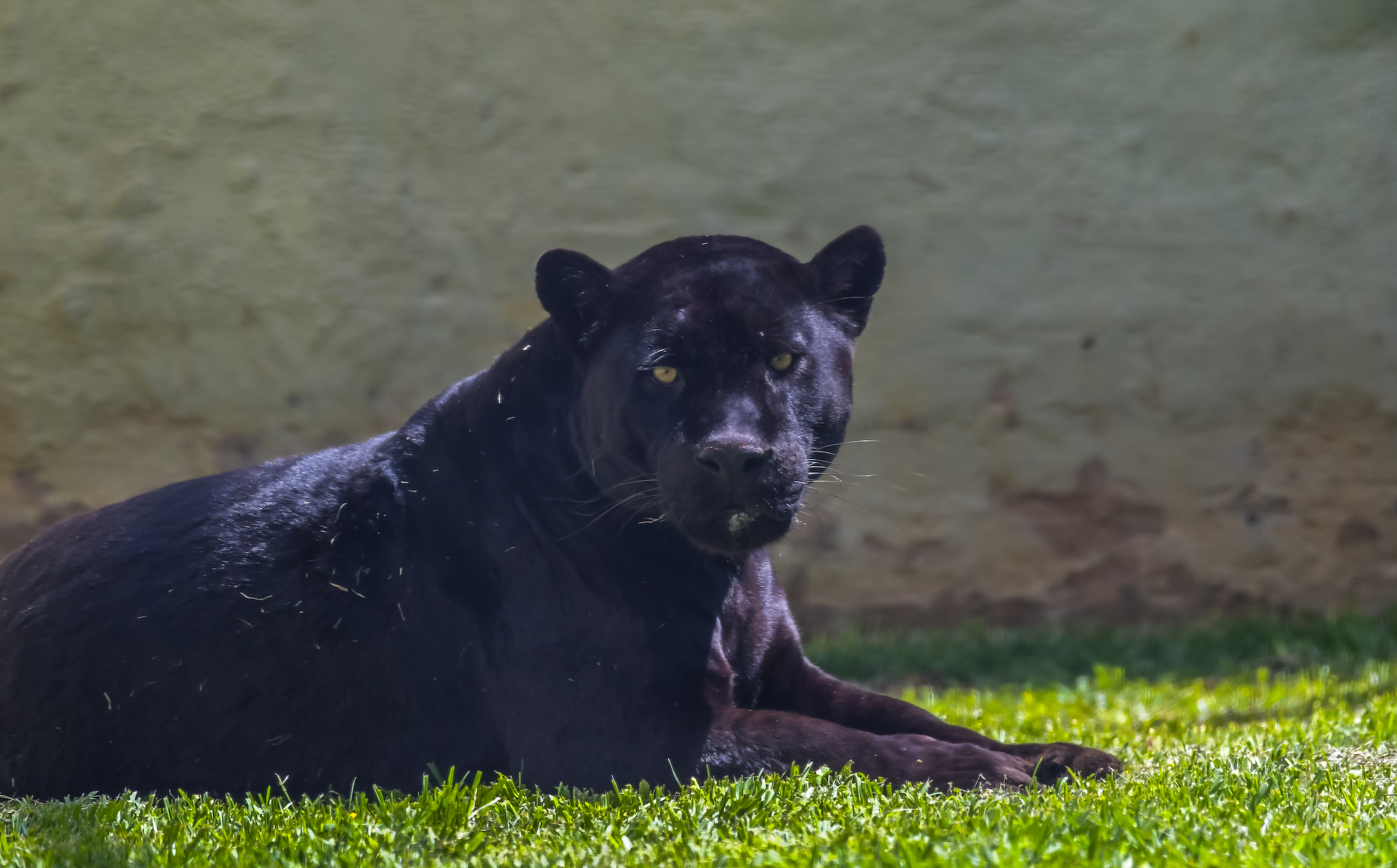 “The Panther”: A poem by Rainer Maria Rilke