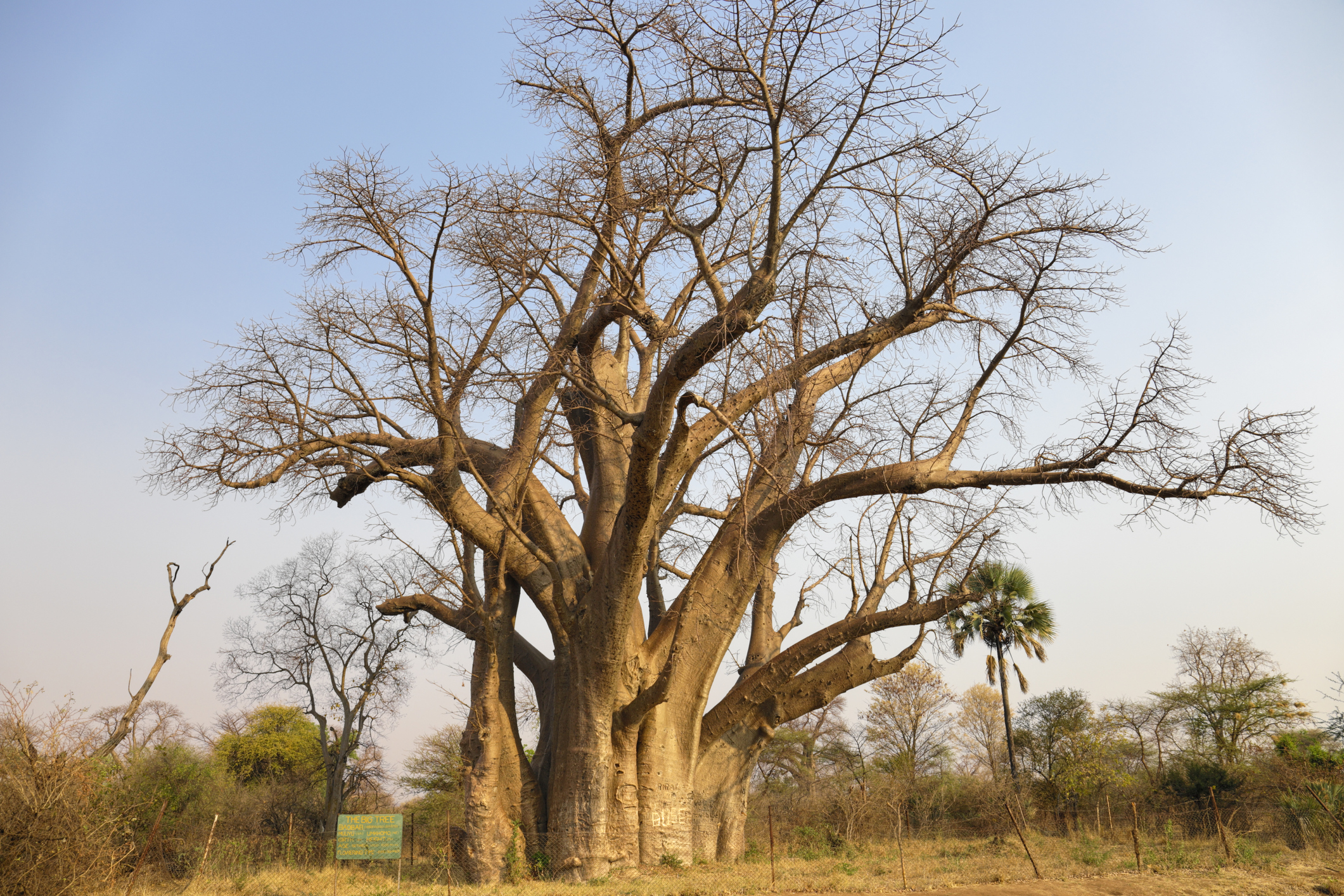 How old is Zimbabwe’s famed “Big Tree”?