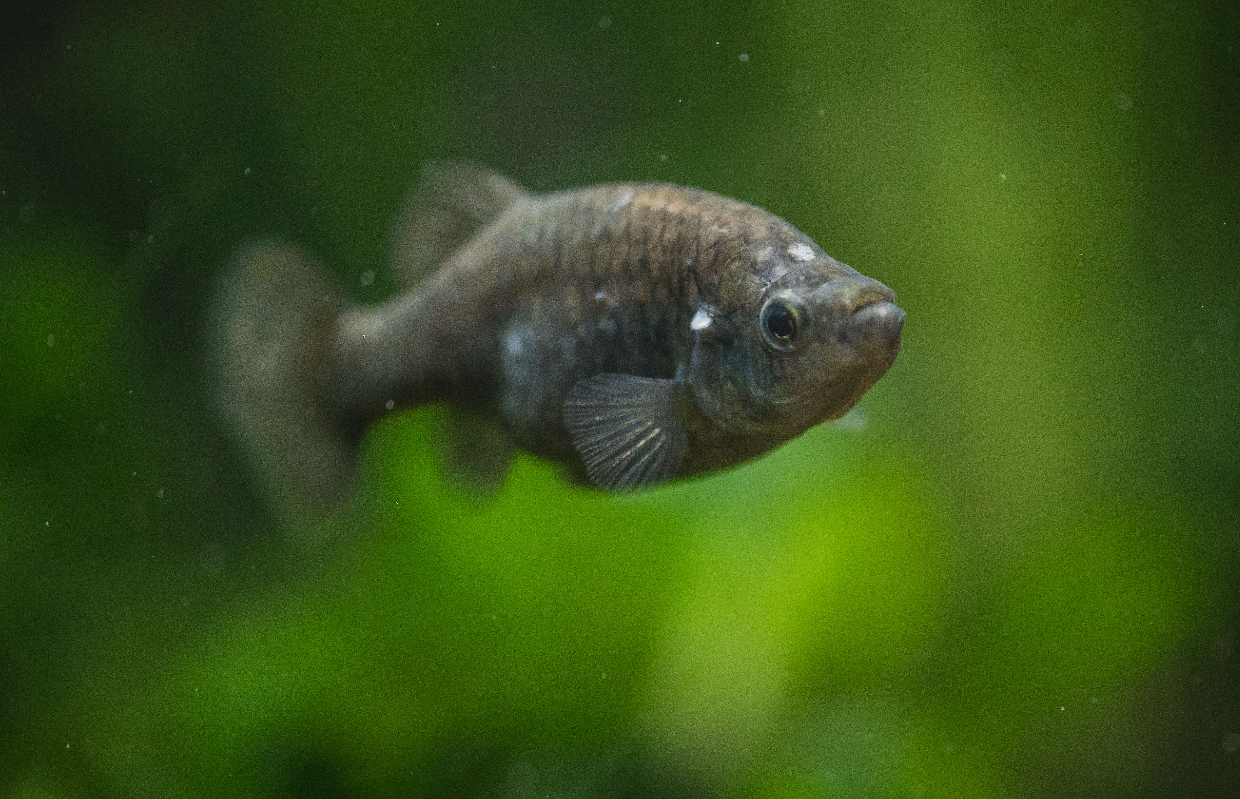 Inside the years-long, international effort to save one tiny Mexican fish