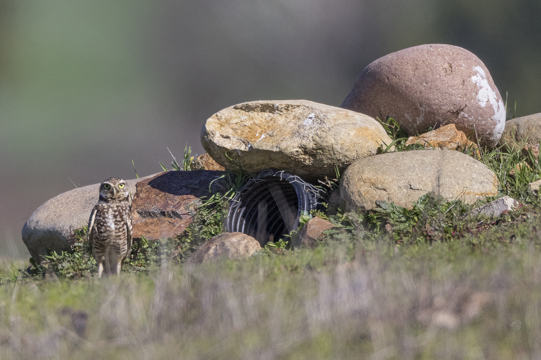 Newsela | Fake poop helps evicted owls settle into new neighborhood