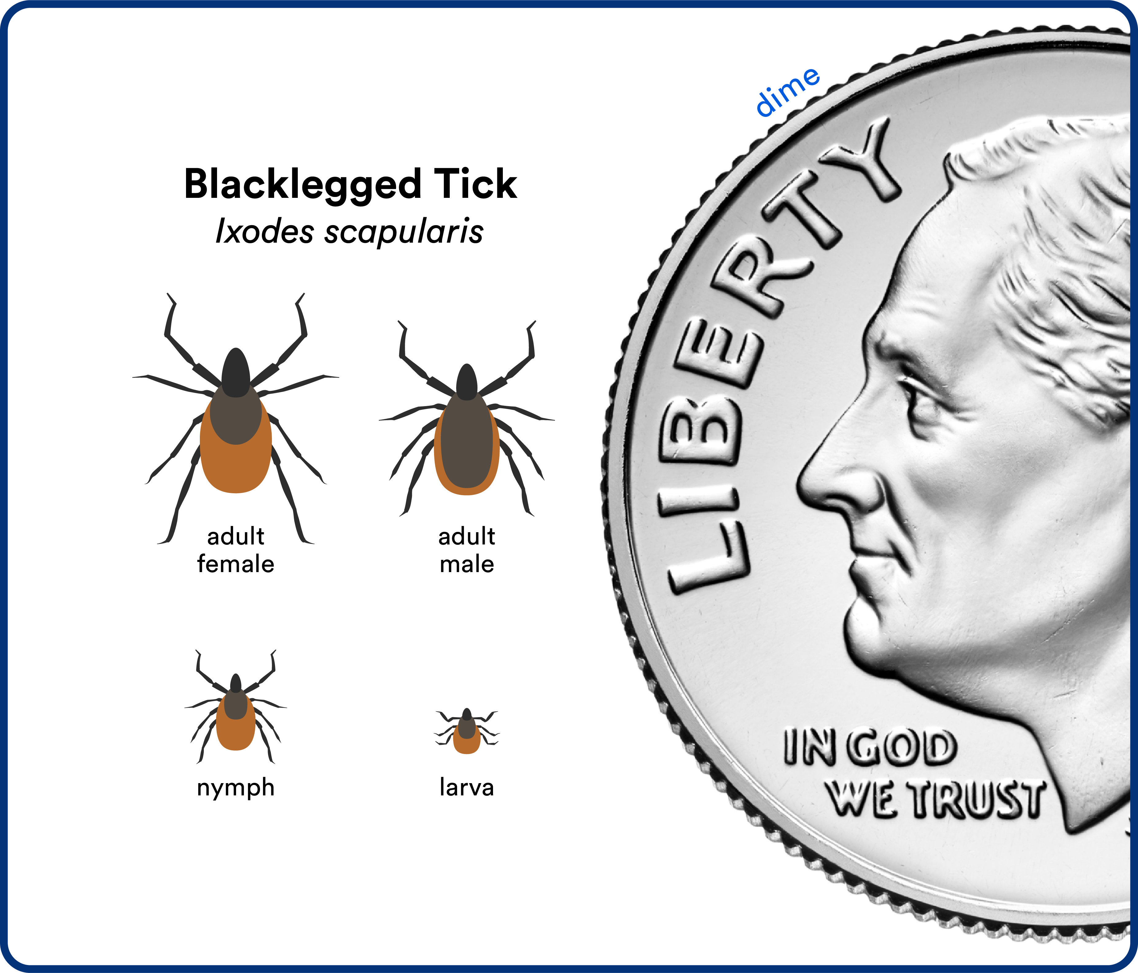 Newsela | Preventing Lyme disease