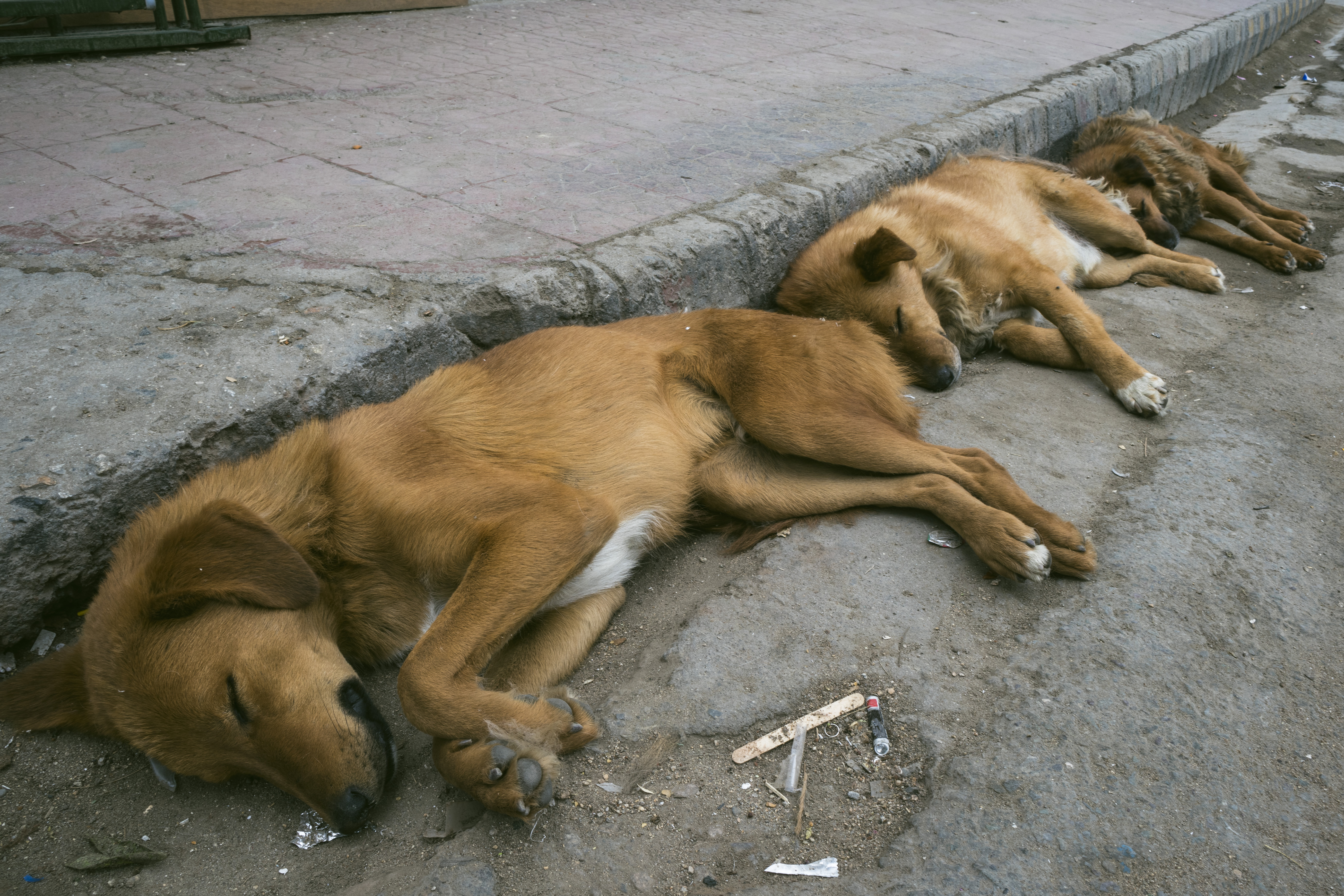 Cats, dogs and Musy the donkey: Welcome to Kashmir’s first animal ...