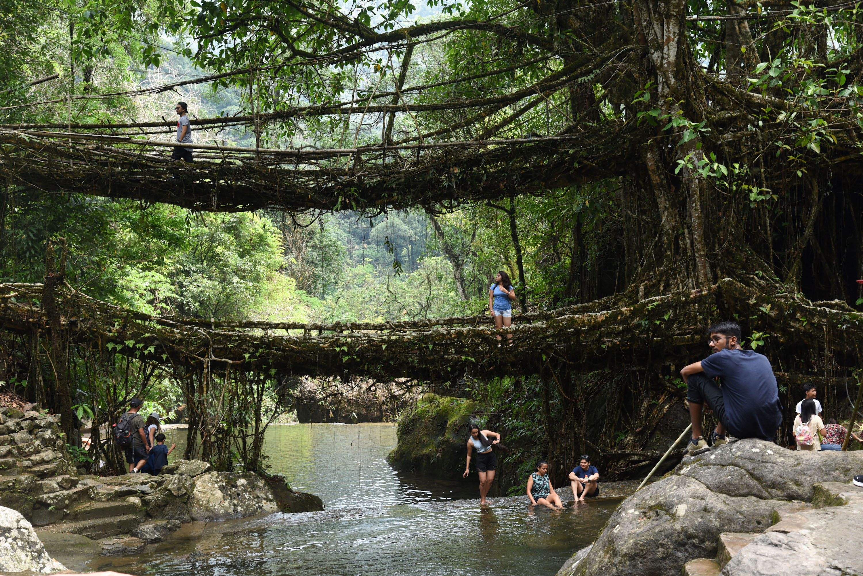 Indigenous ingenuity: India’s living bridges inspire architects