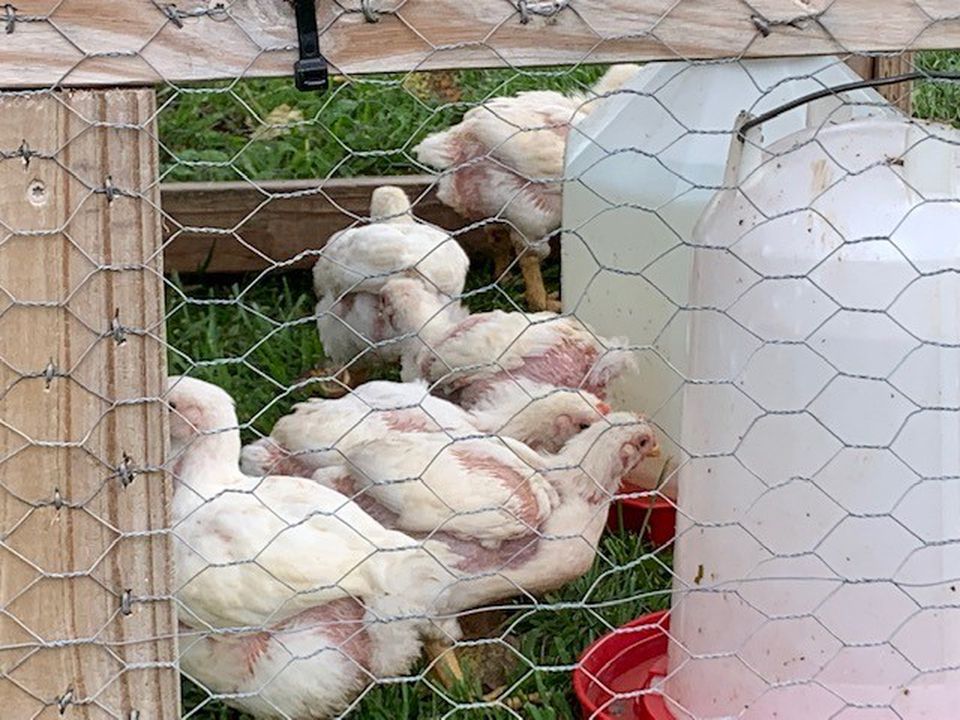 Newsela | This 12-year-old boy isn’t “chicken” when it comes to running ...