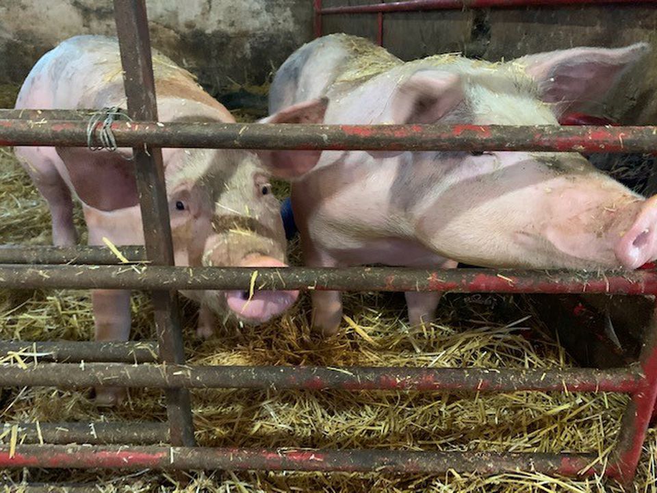 Newsela | This 12-year-old boy isn’t “chicken” when it comes to running ...