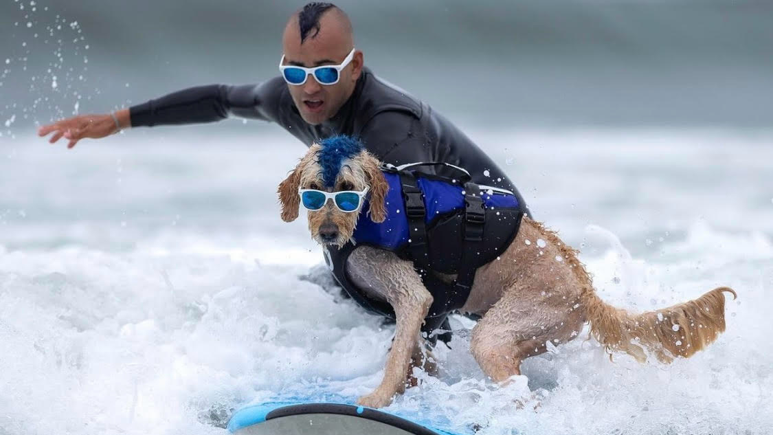 Surfing dogs take the waves in world championship