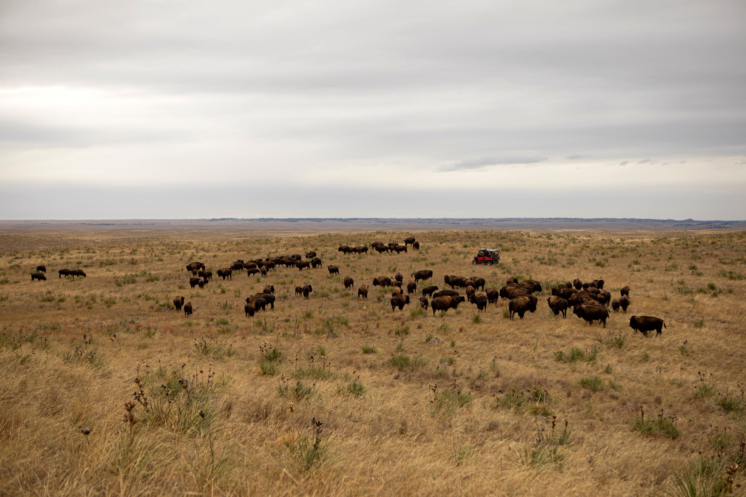 Bison spread as Indigenous tribes reclaim stewardship