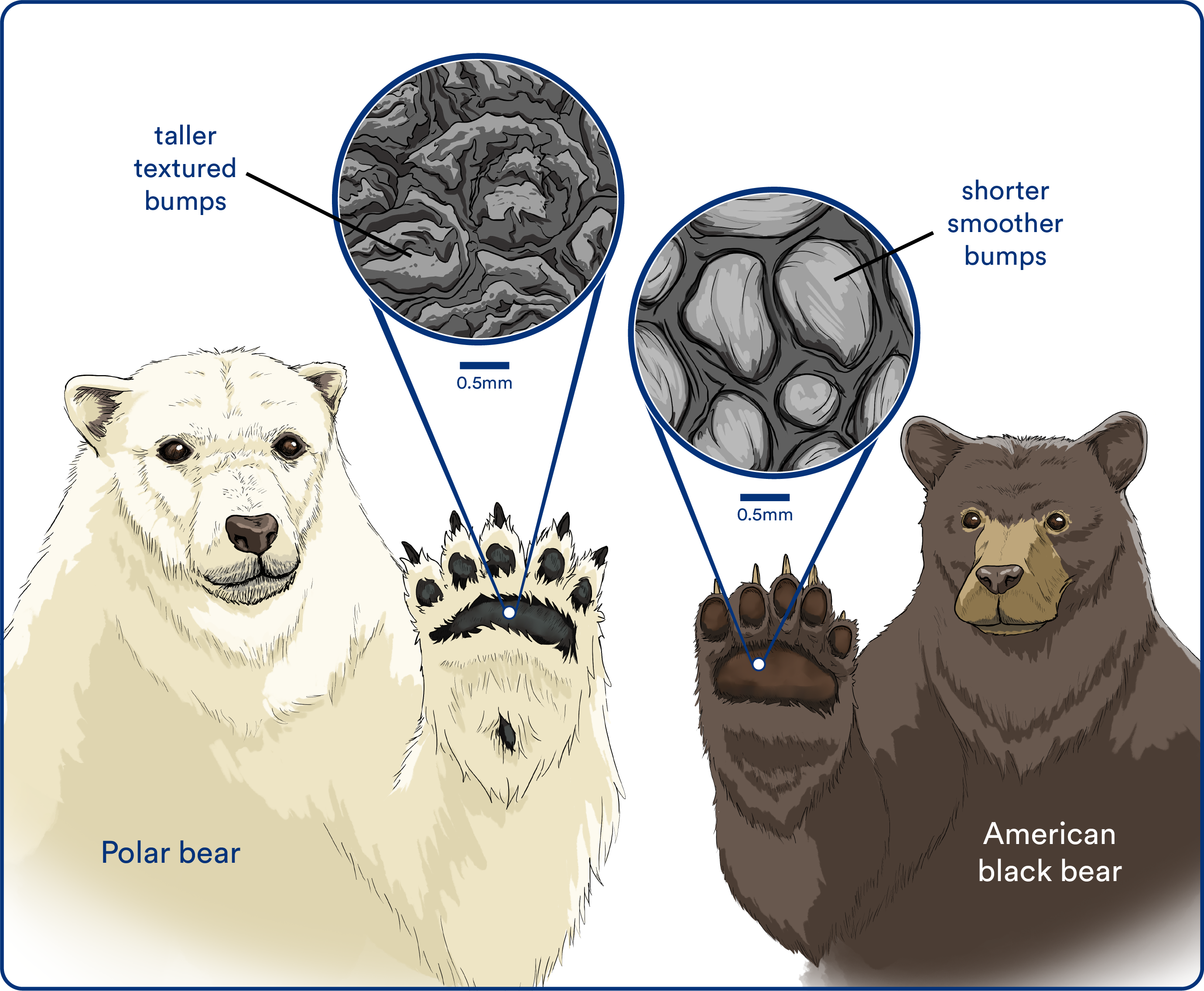 Newsela Tiny Bumps On Polar Bear Paws Help Them Get Traction On Snow