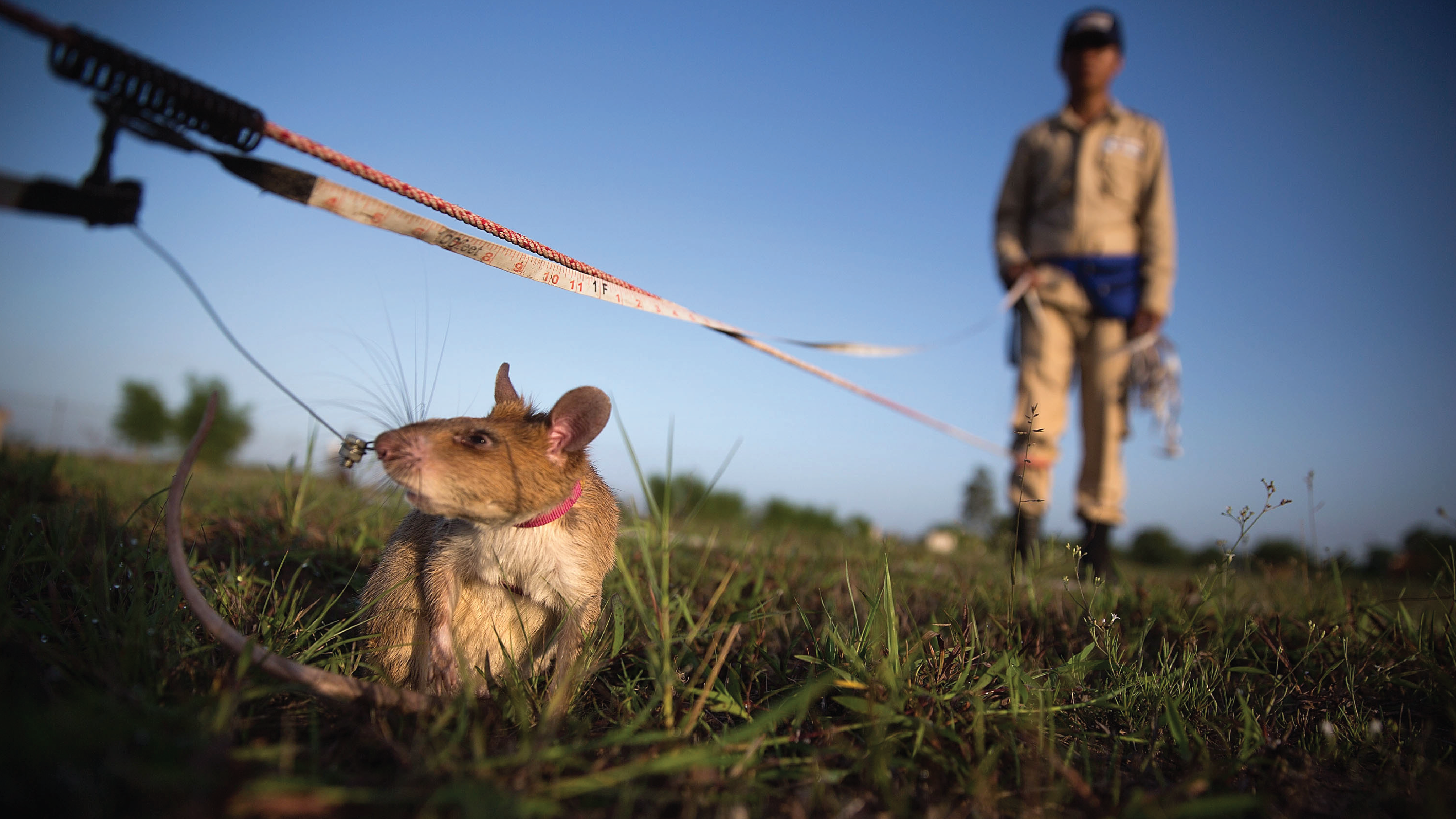 From ferret electricians to land mine-sniffing rats – these animals ...
