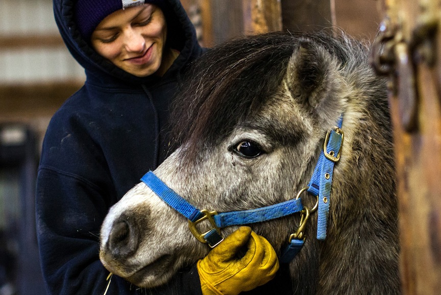 Horses suffer when owners go broke