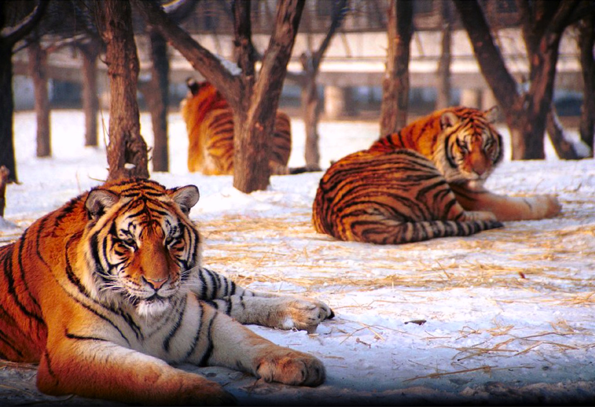 Illegal Russian logging puts rare tigers in danger