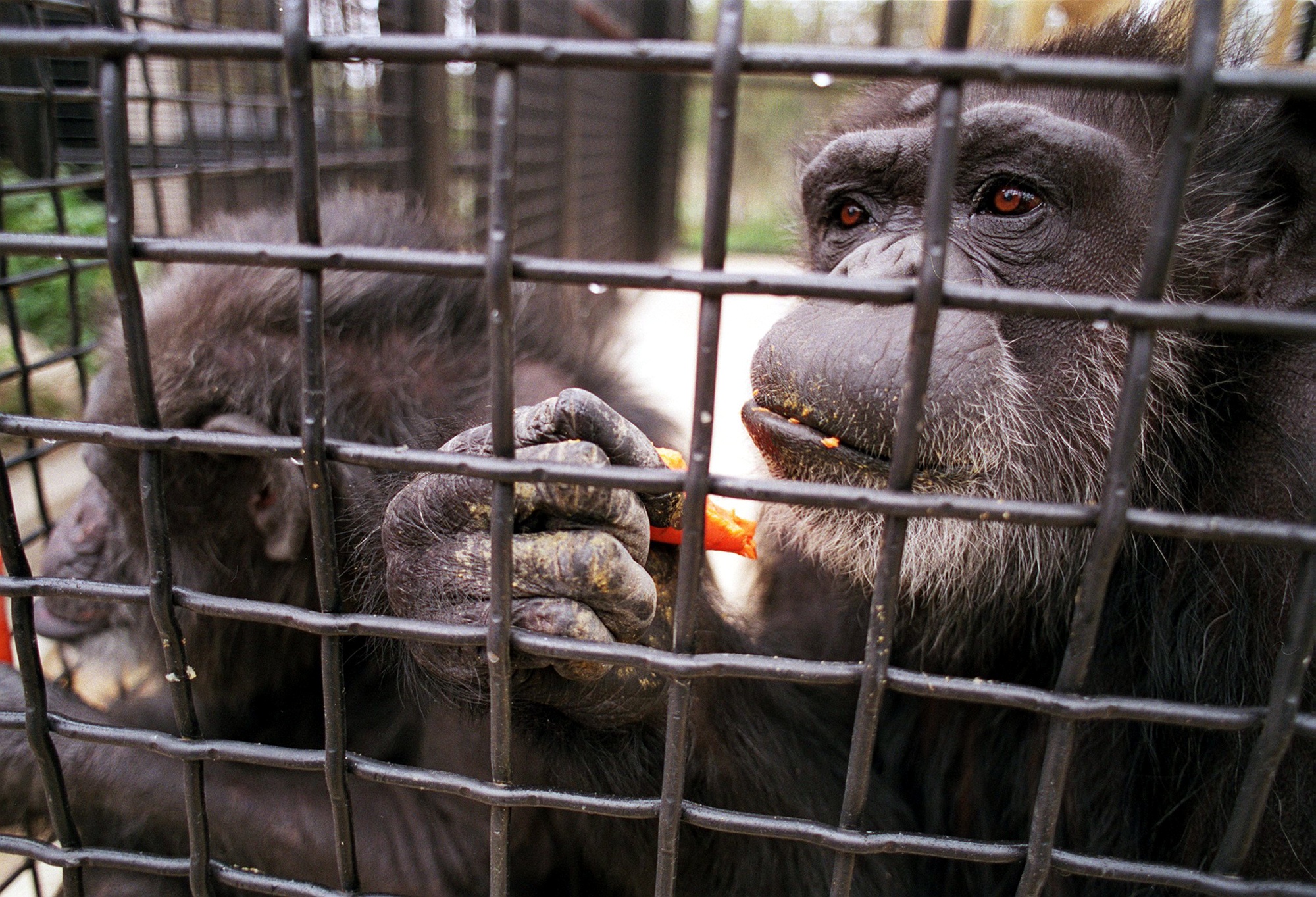 U.S. acts to shield chimps from research experiments