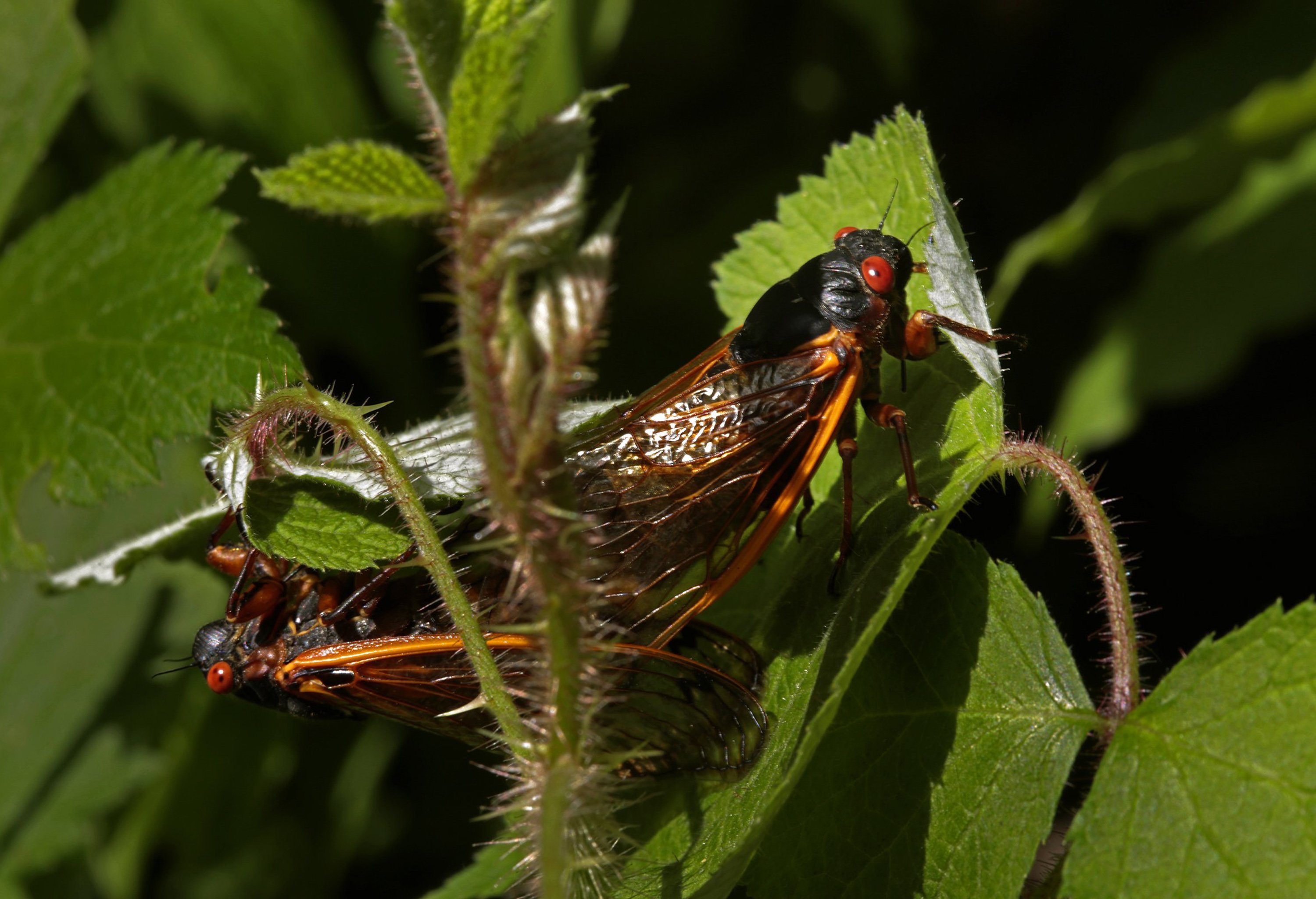 The short noisy life of the cicada in Staten Island