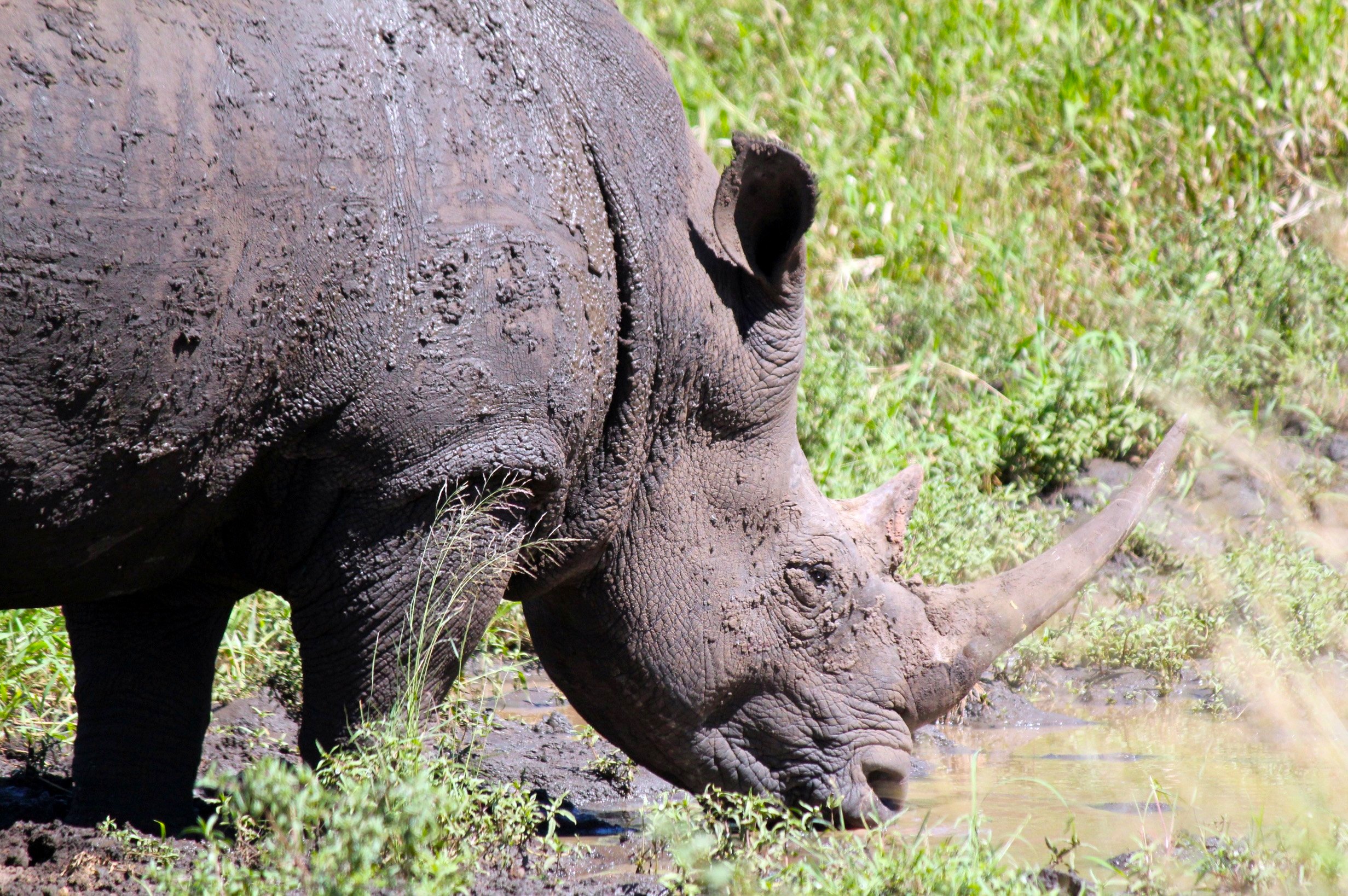Catching illegal rhino hunters by remote control