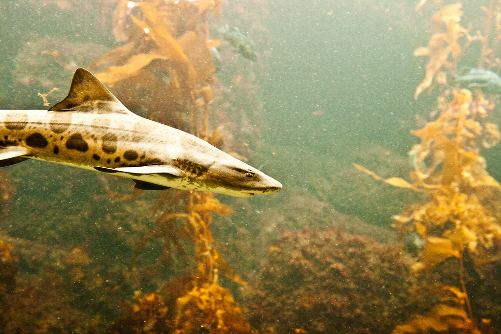 Leopard sharks eat like Homer Simpson in San Francisco Bay