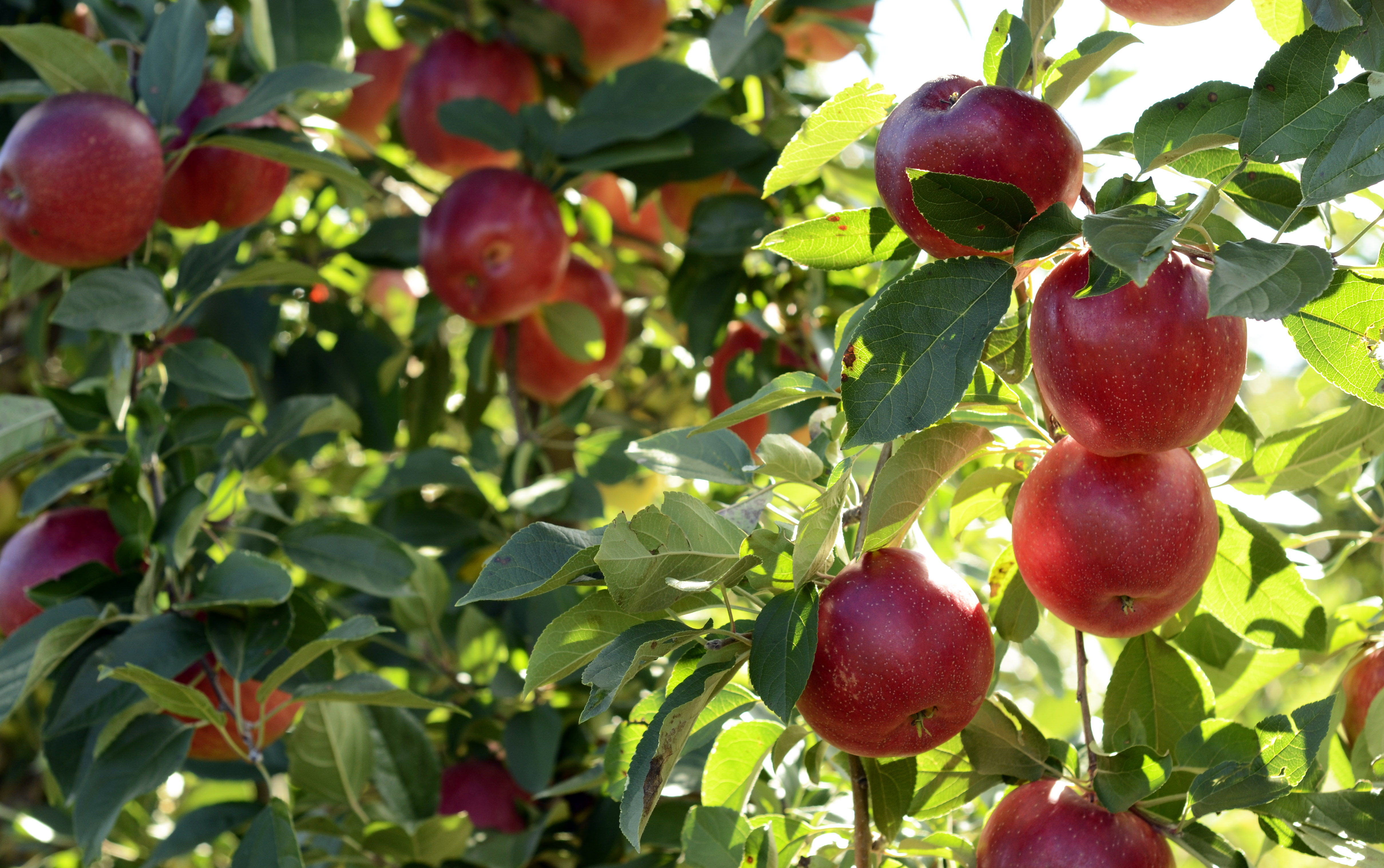 Picking apples that are just right at a research orchard in New York