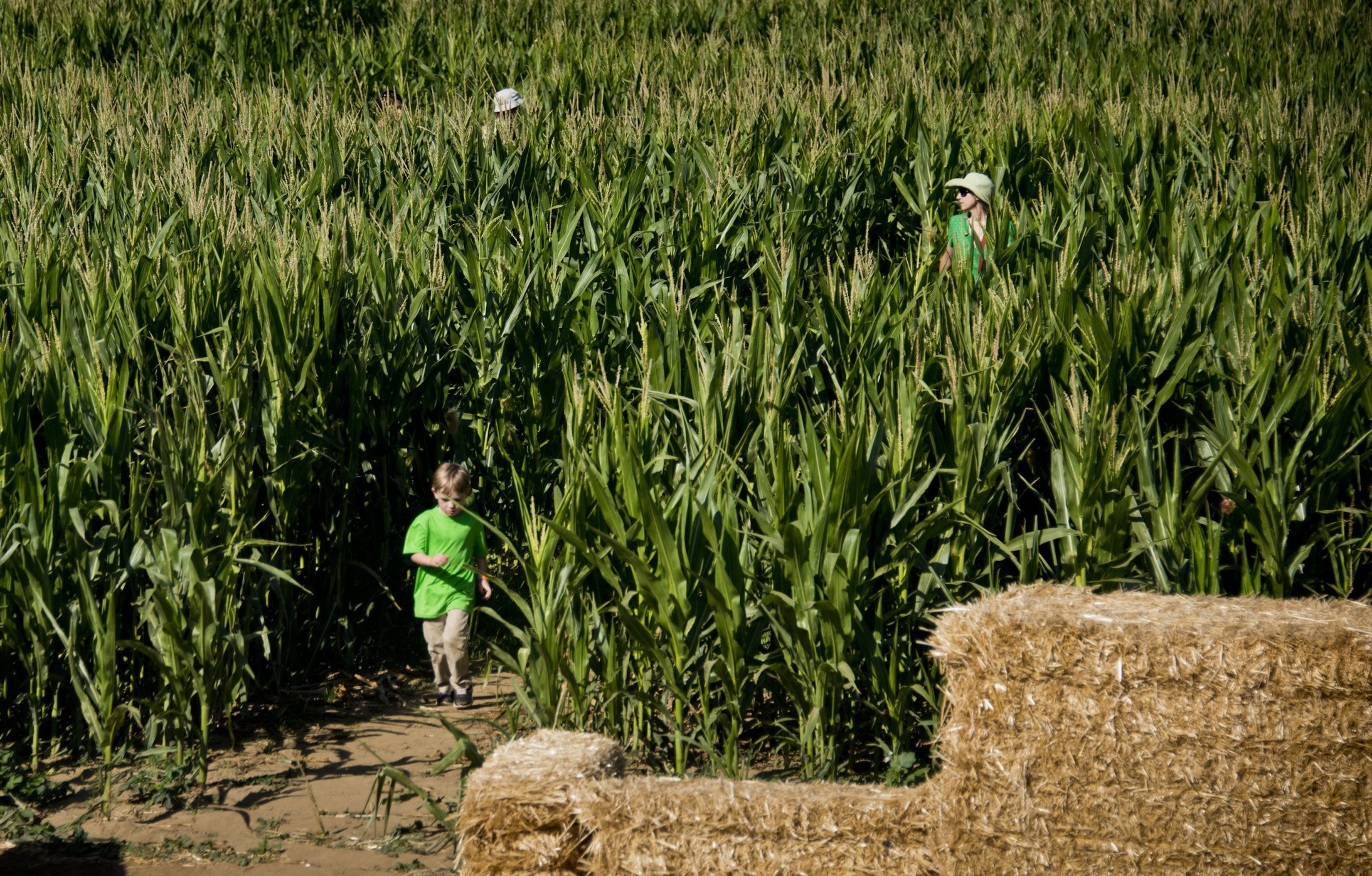 Corn mazes become big business for small farms