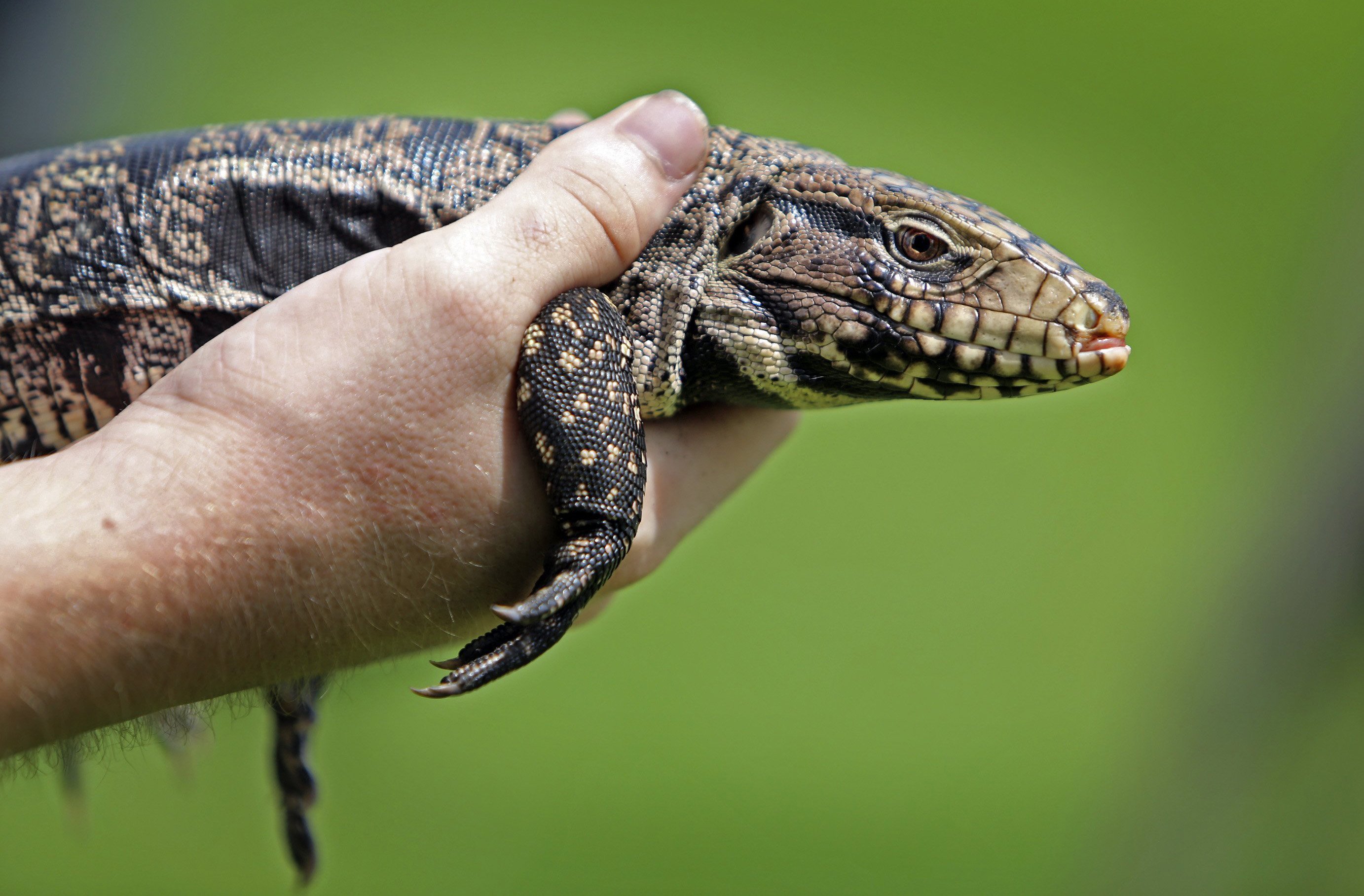 Florida on the hunt for tegu lizards before they spread even farther afield