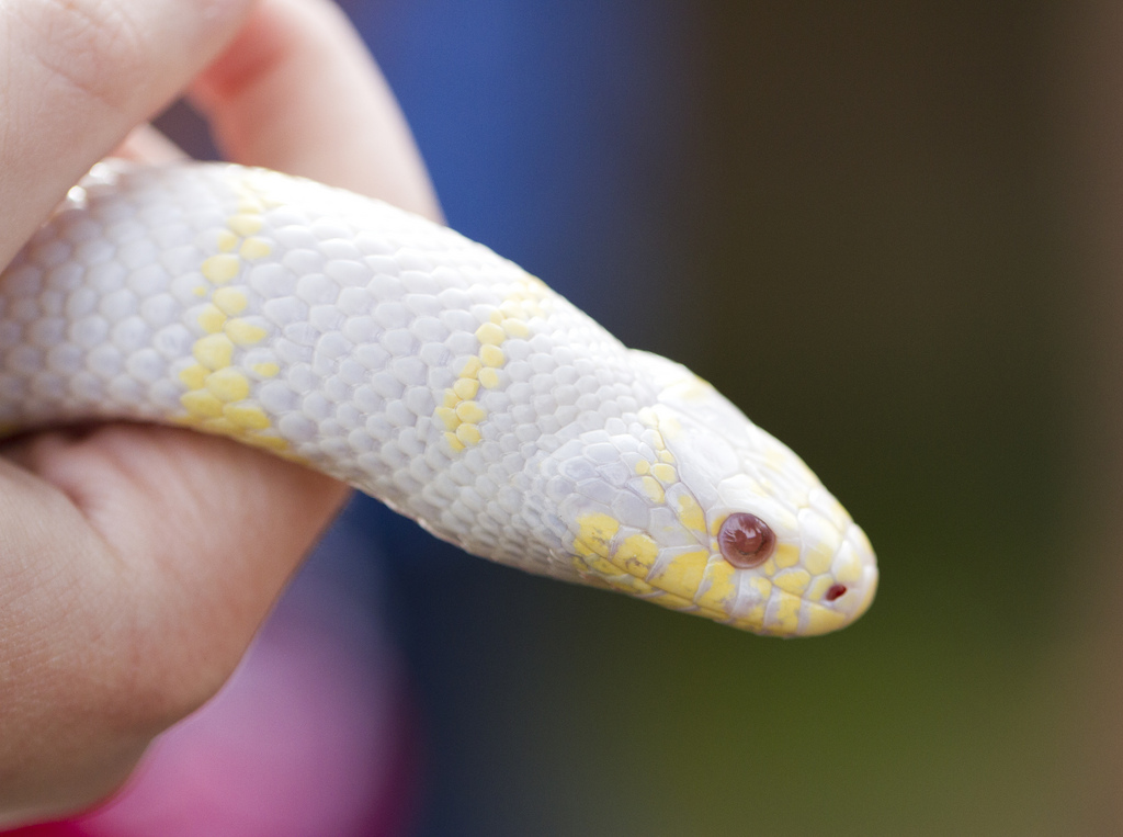 Pet snakes from California get loose, eat local animals in Canary Islands