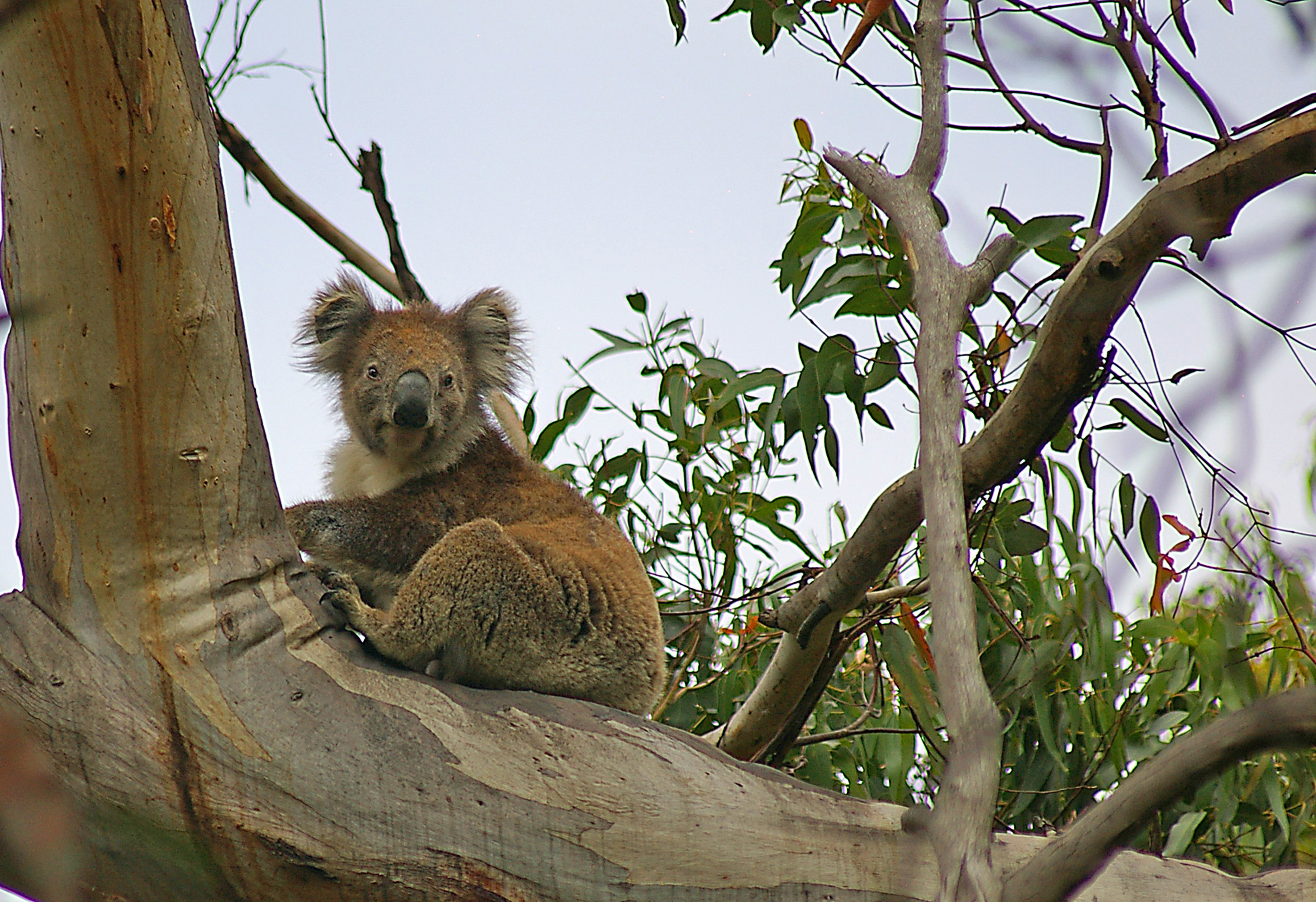 There is a good reason why koalas look so cute in trees