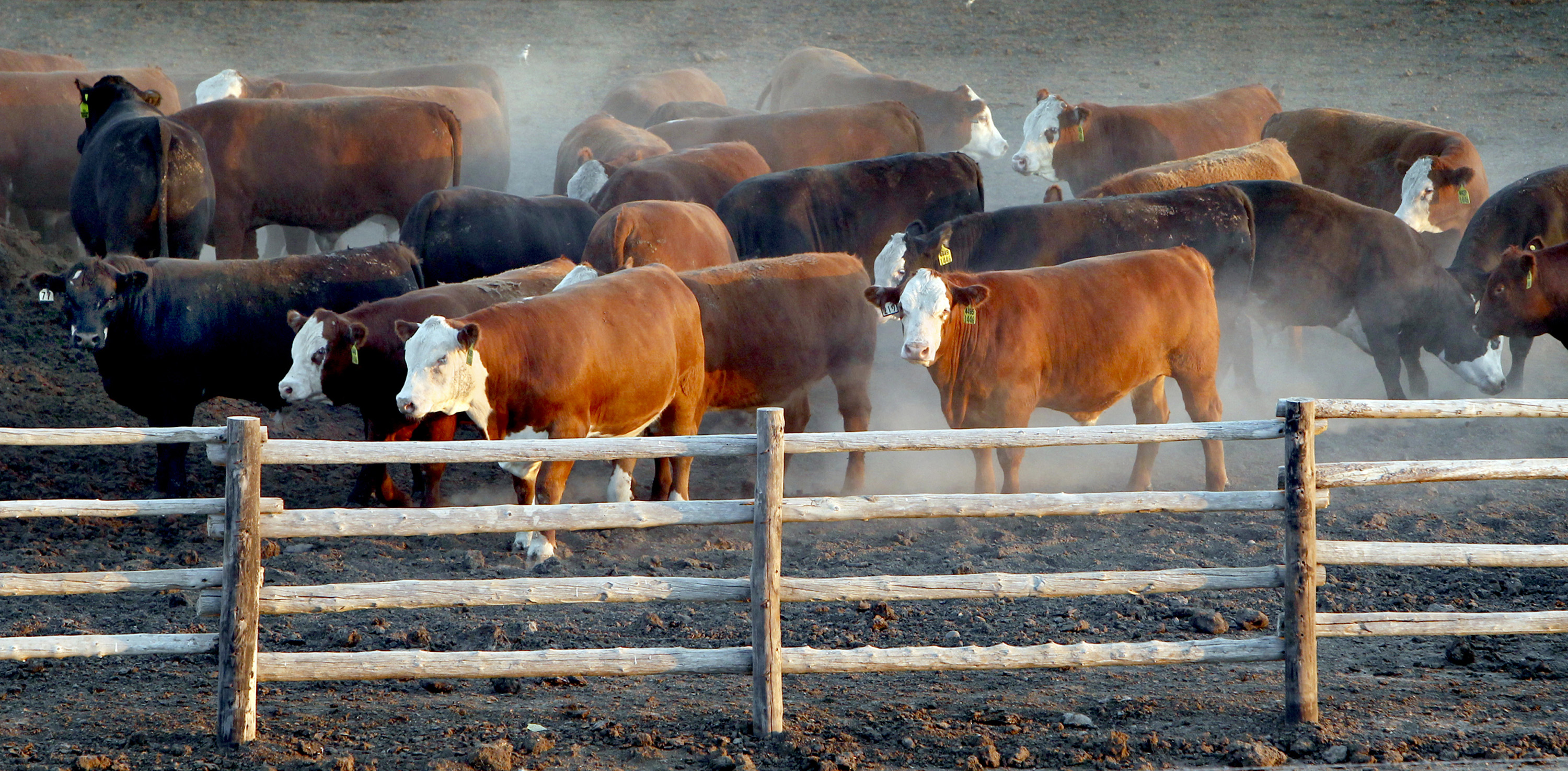 Beef and climate change collide