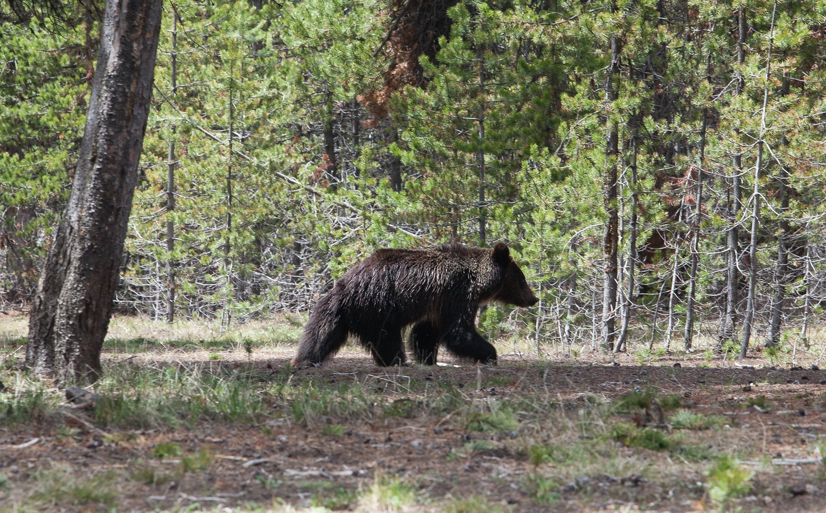 Group wants to bring back the grizzly to California, some shocked by idea