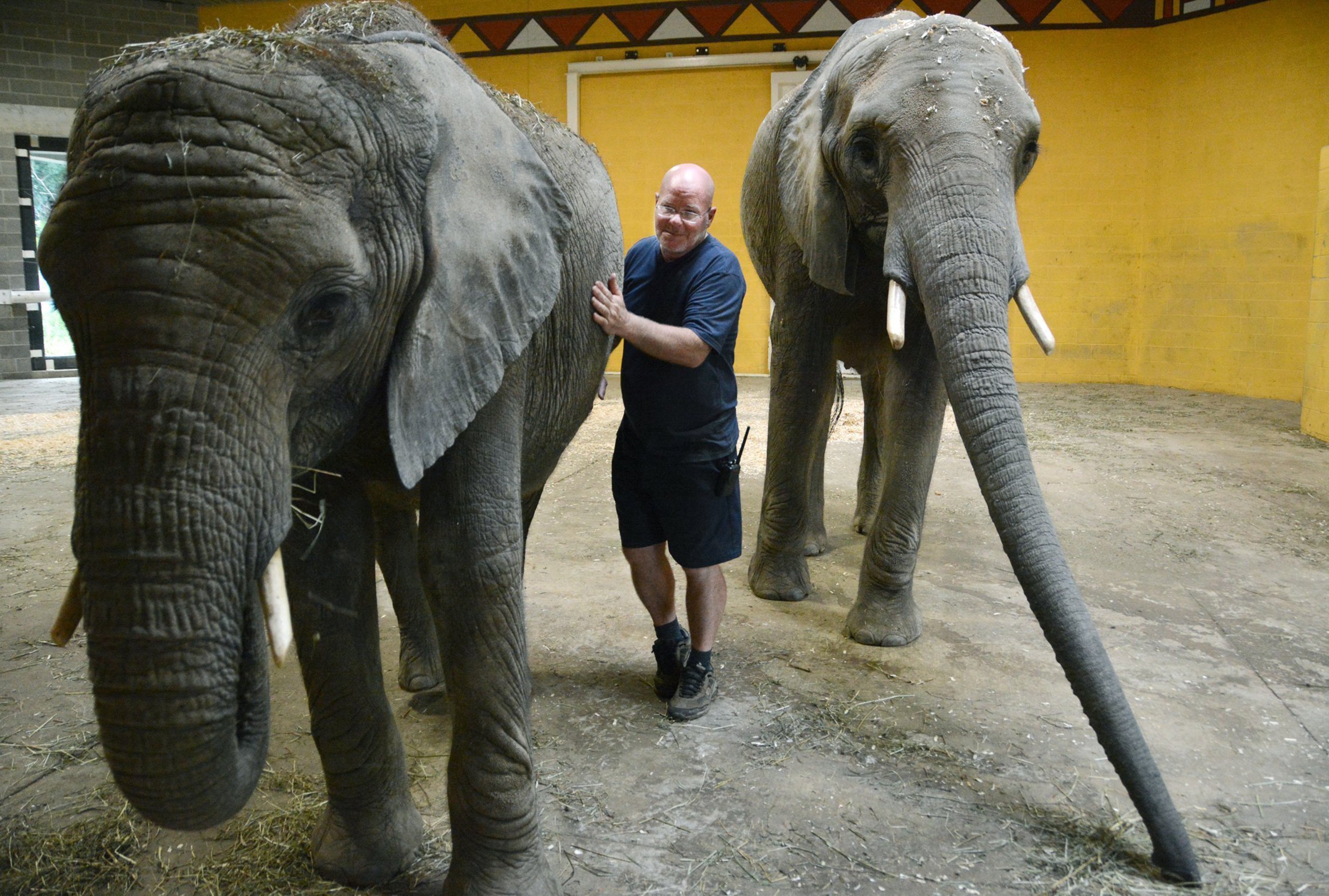 Baby elephants born in zoos celebrated