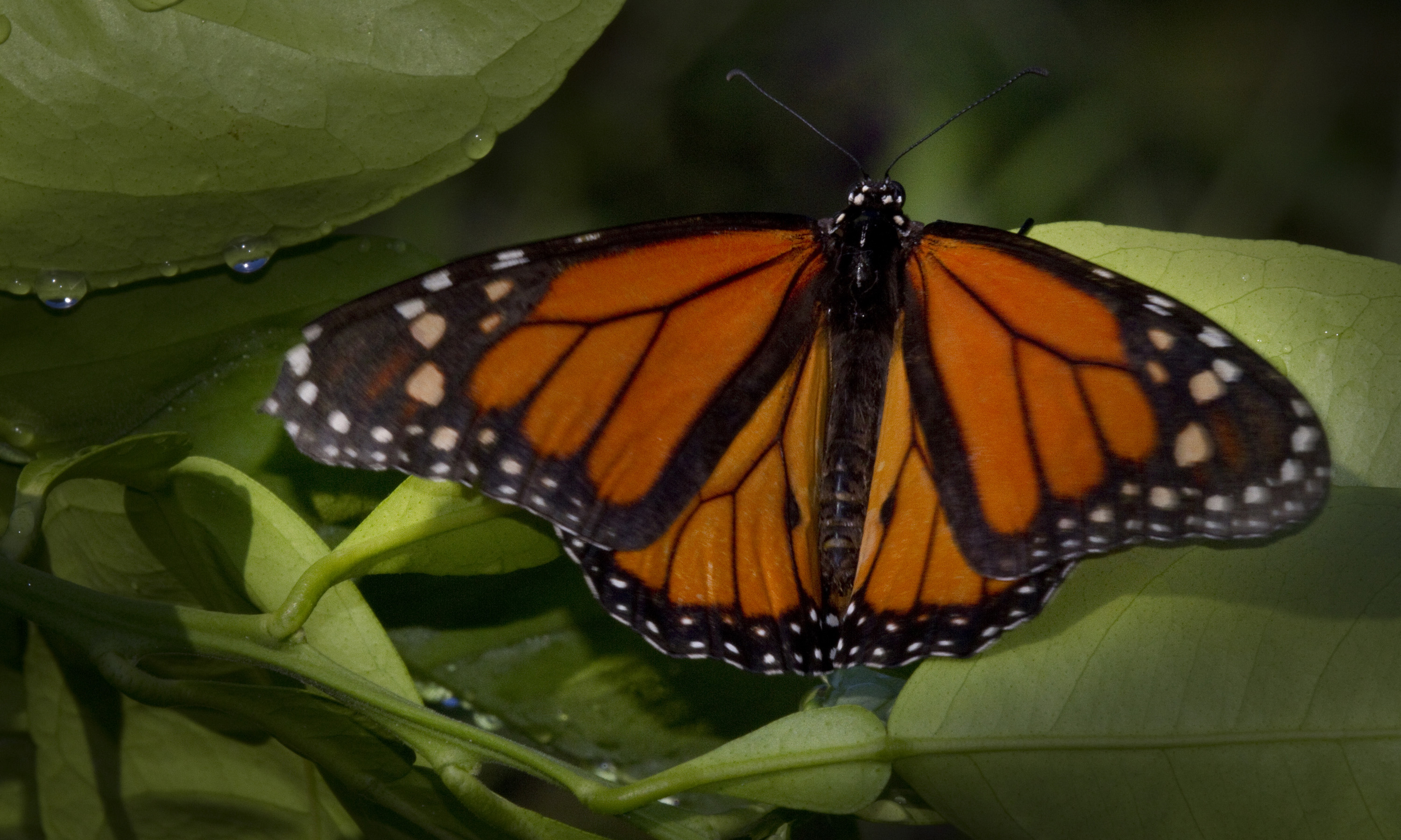 Environmental, food groups want protection for monarch butterfly