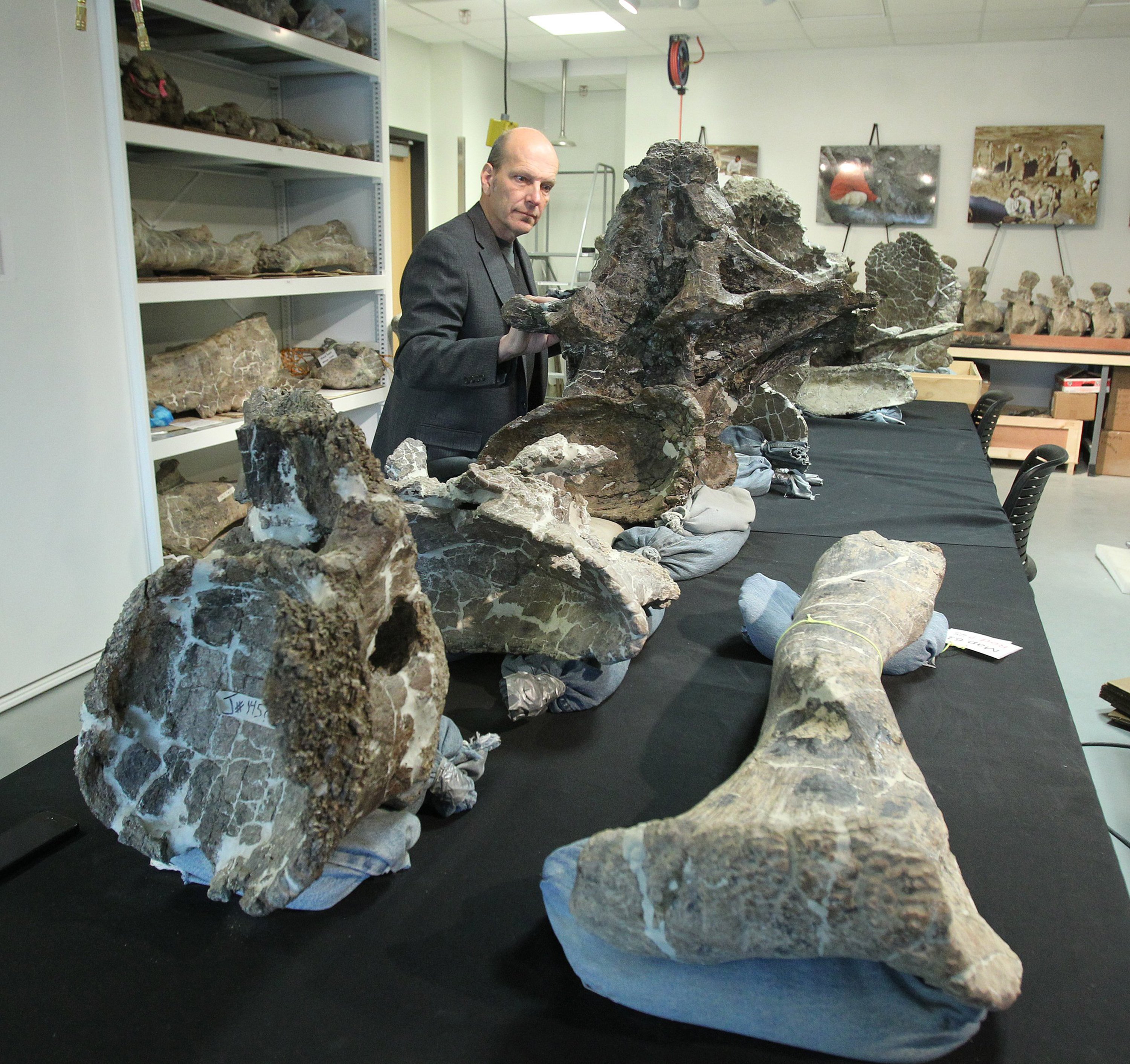 New dinosaur discovered: The biggest that ever walked the Earth?