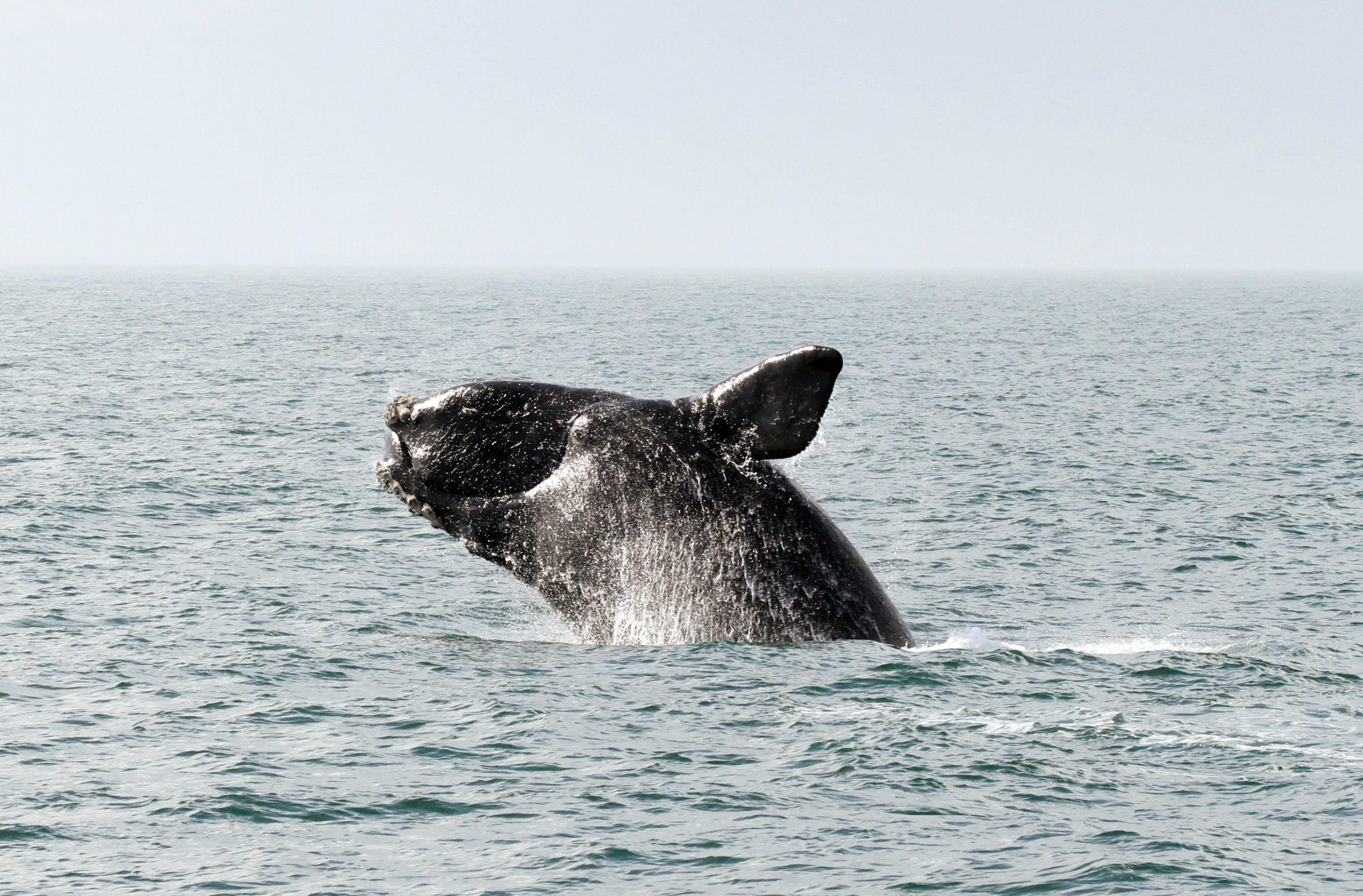East Coast whale, dolphin grounds to endure oil exploration blasts