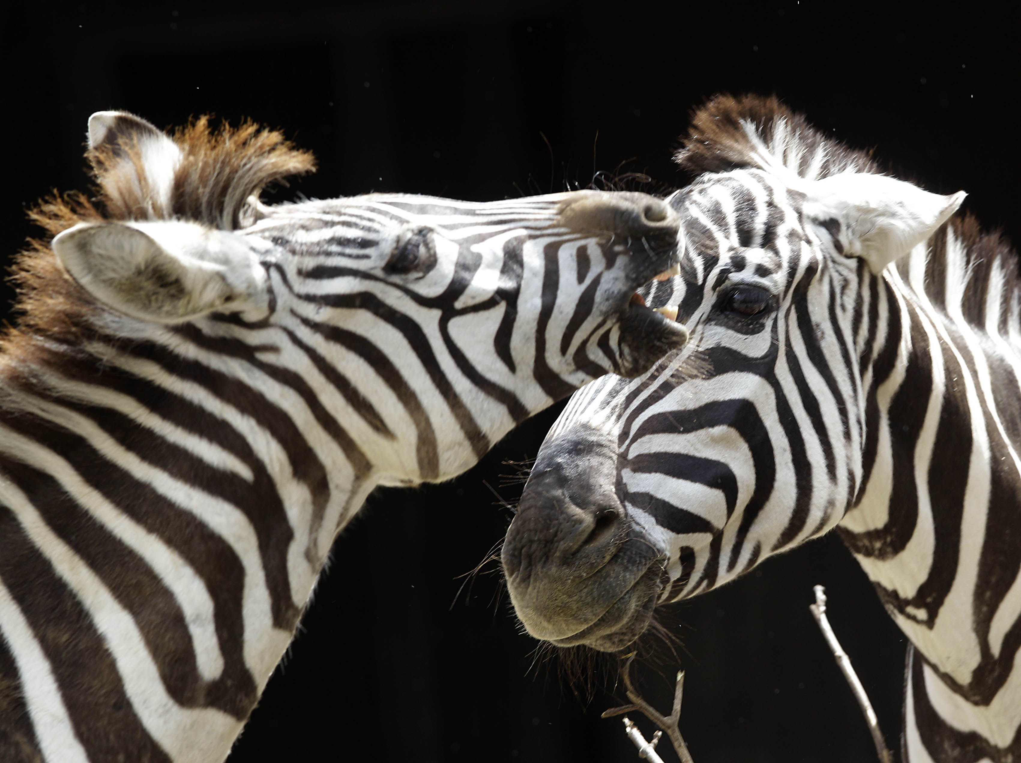 Zoos step in to help save wild animals around the world