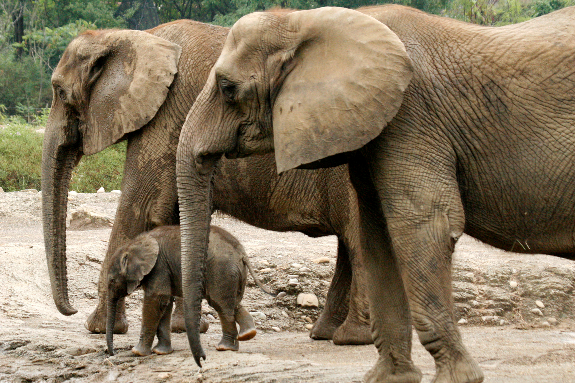 Dogs work with elephants at the Pittsburgh Zoo