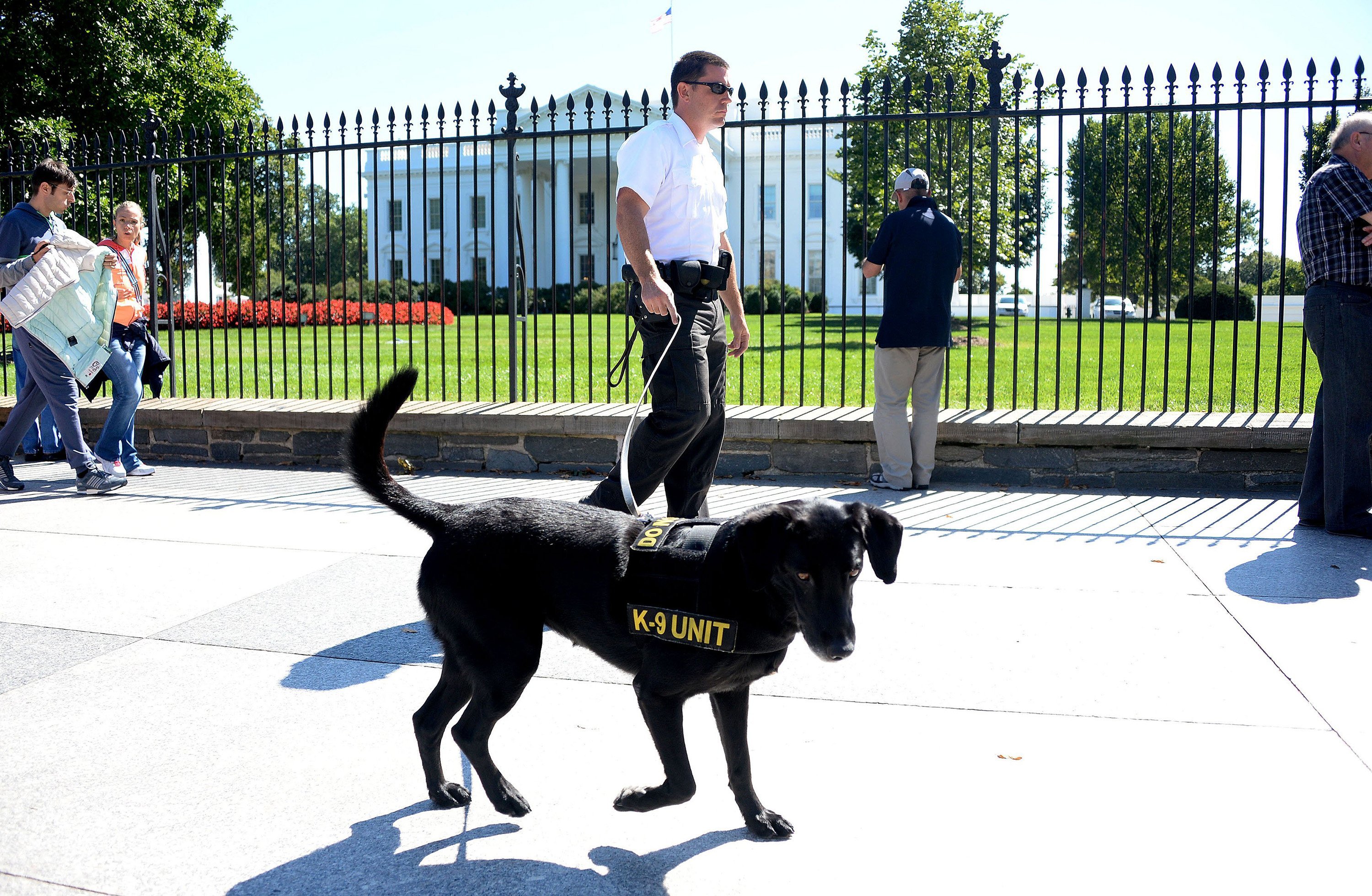 Dogs are new stars at the White House