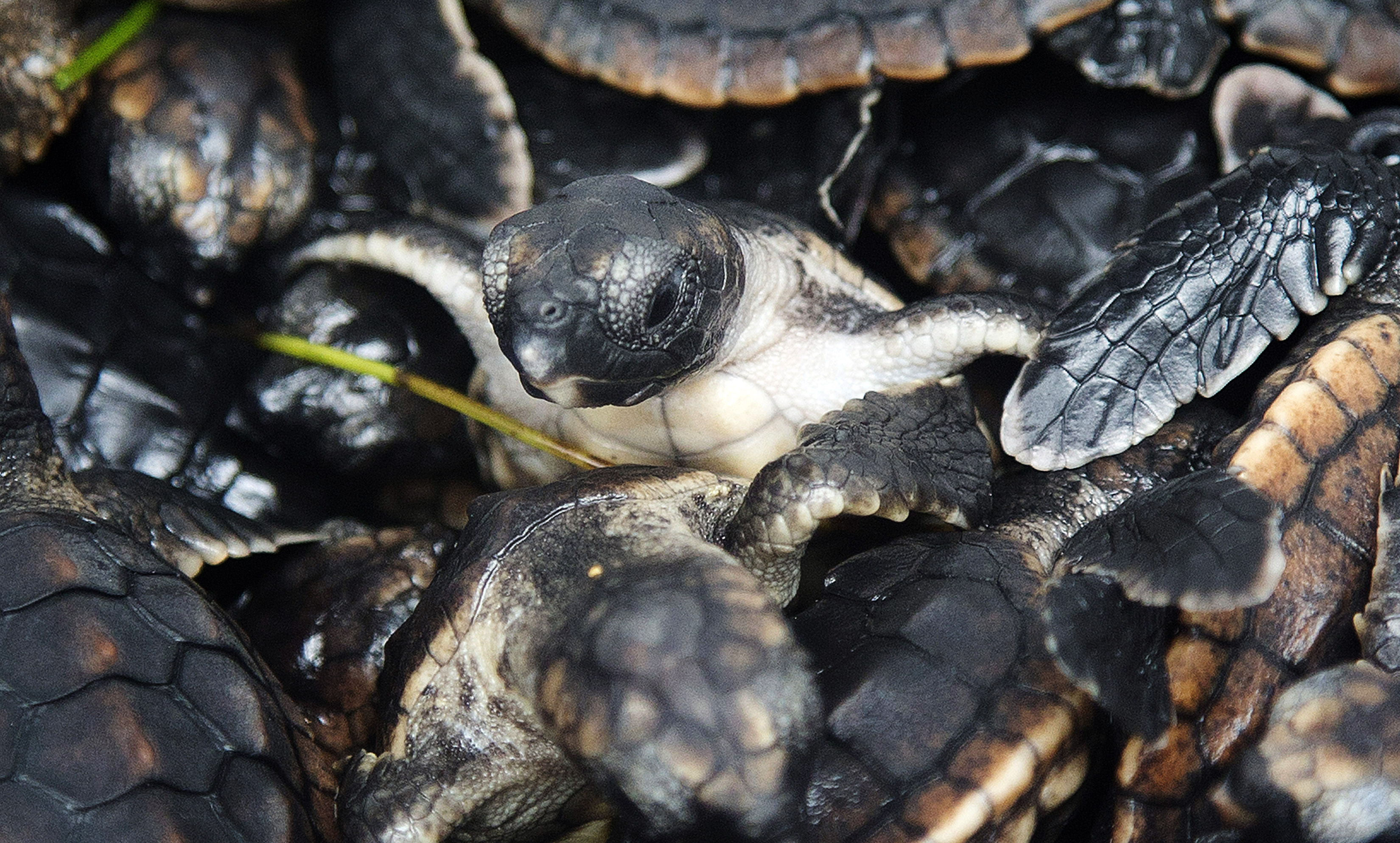 More sea turtles nesting in Florida and scientists are pleased, but puzzled
