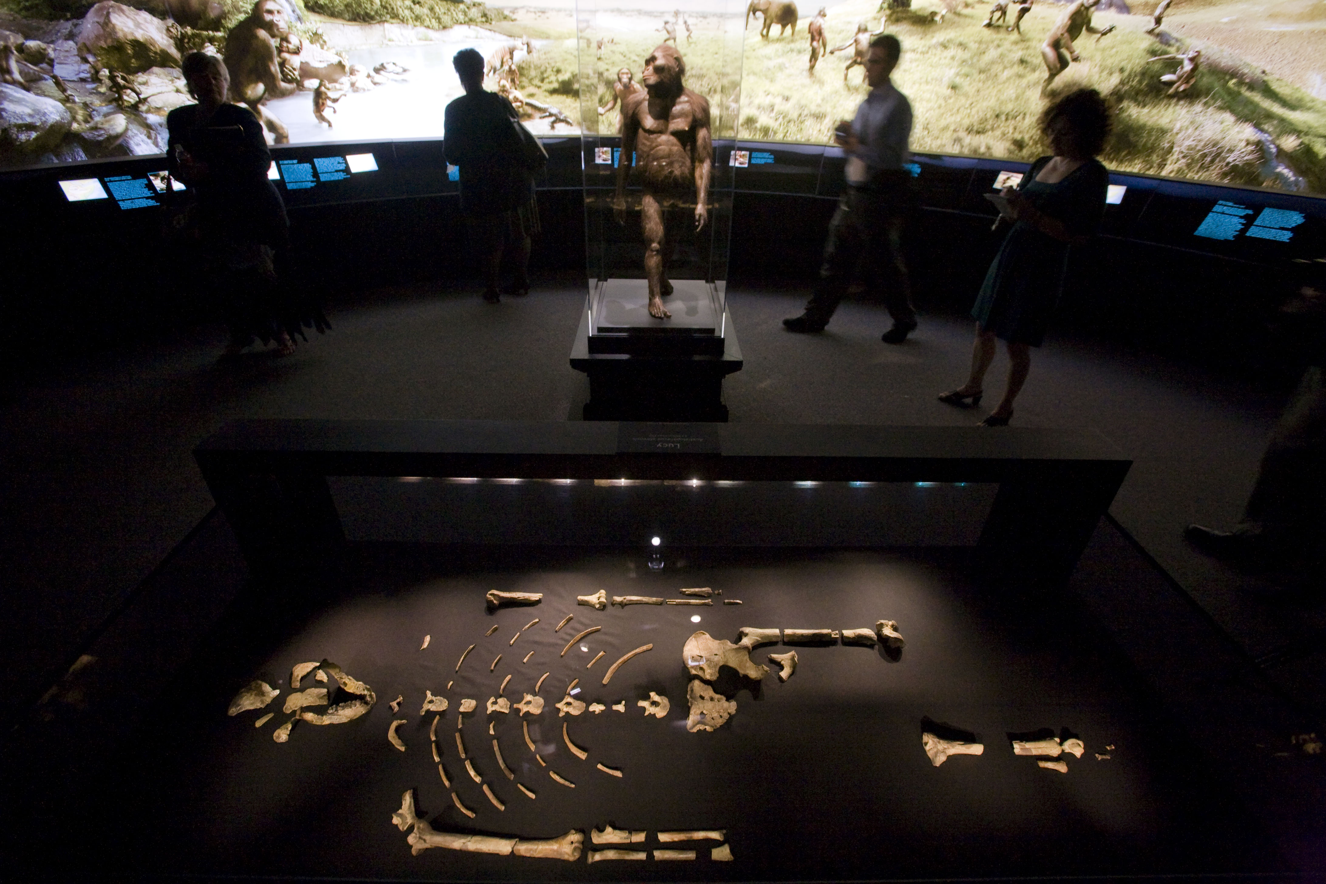 Lucy's discovery is important, even after 40 years