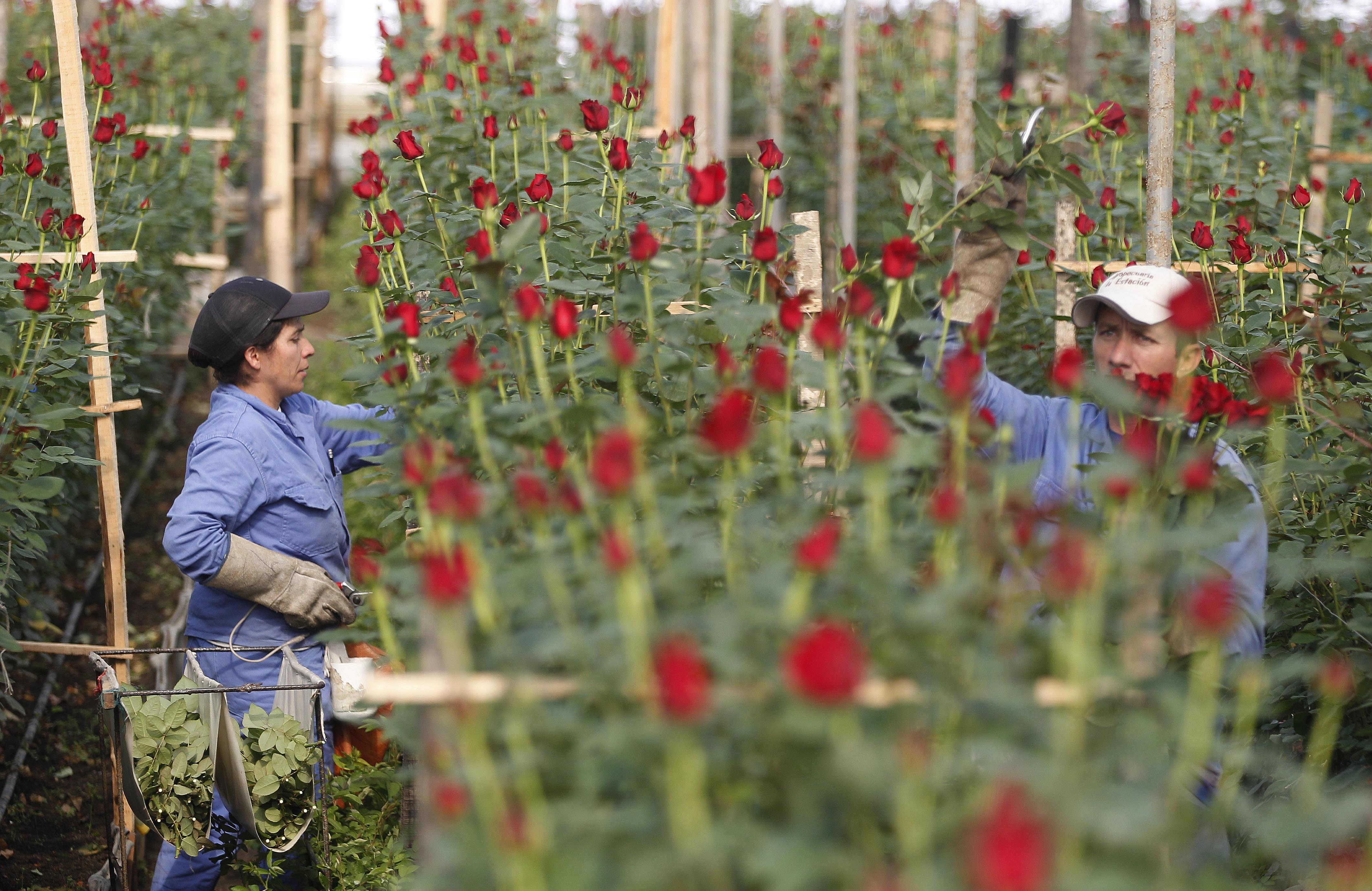 Colombia: a global flower power