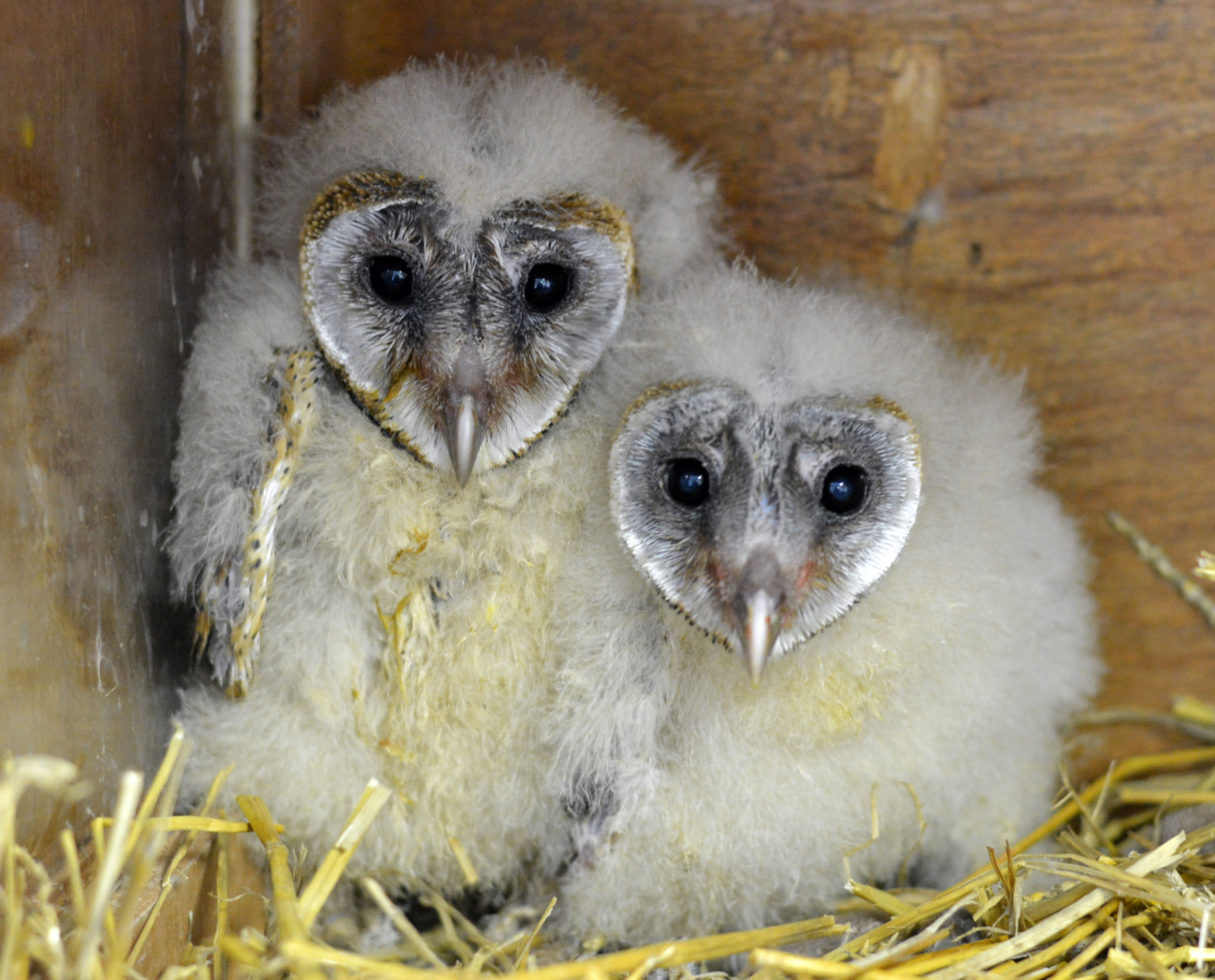 In Africa, owl activists work to overcome fear of reviled birds