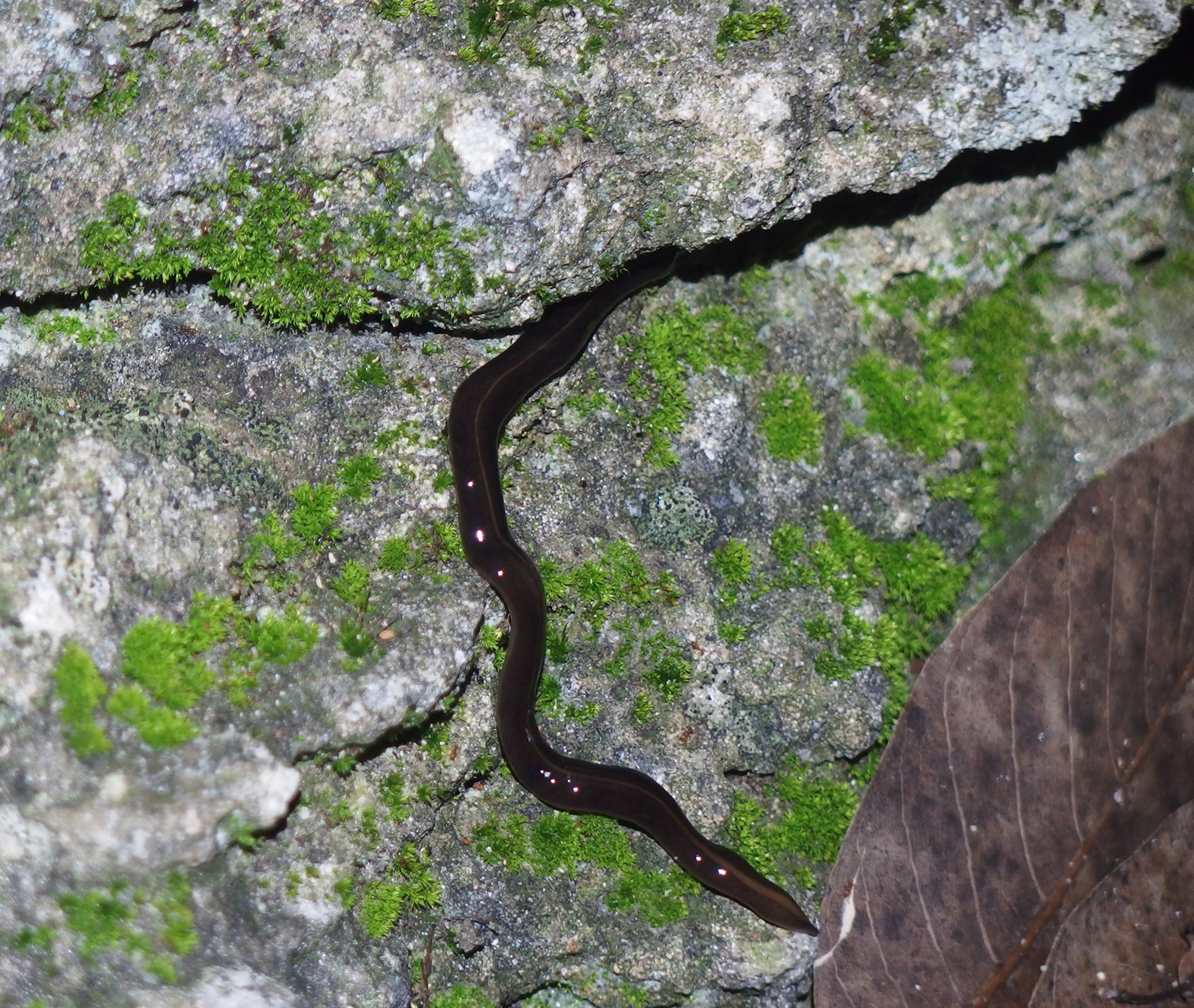 "Really revolting" flatworm found in Florida
