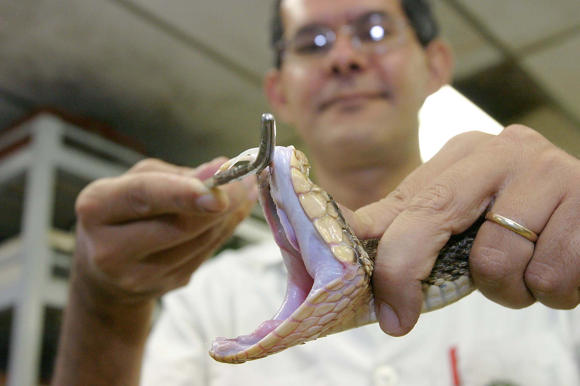 Snakes bite more people in Costa Rica during El Nino climate cycle extremes
