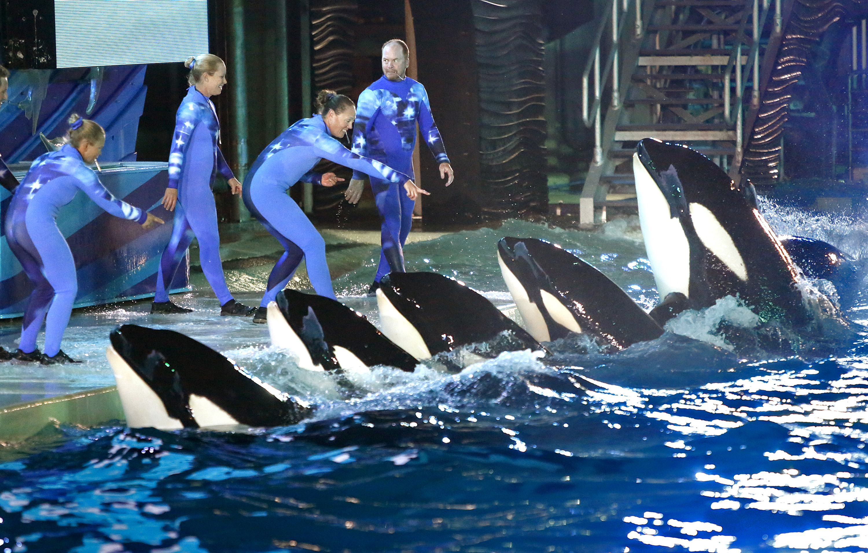 Which is better for SeaWorld’s killer whales: enclosures or ocean sea pens?