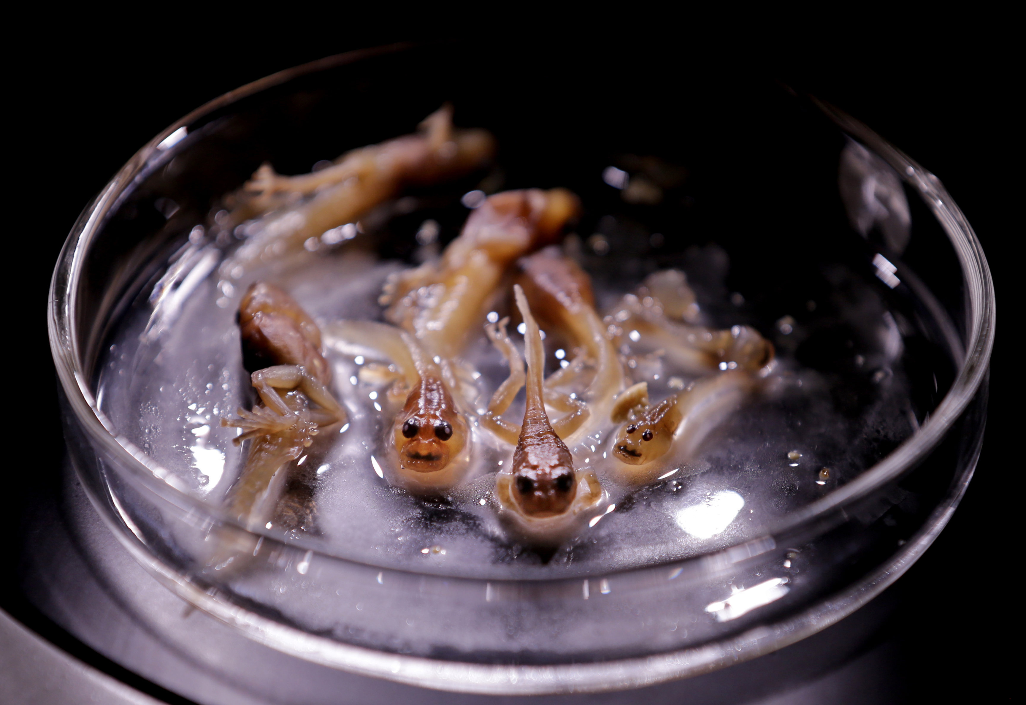 Scientists thought these tree frogs had died out; The Frog Man found them!