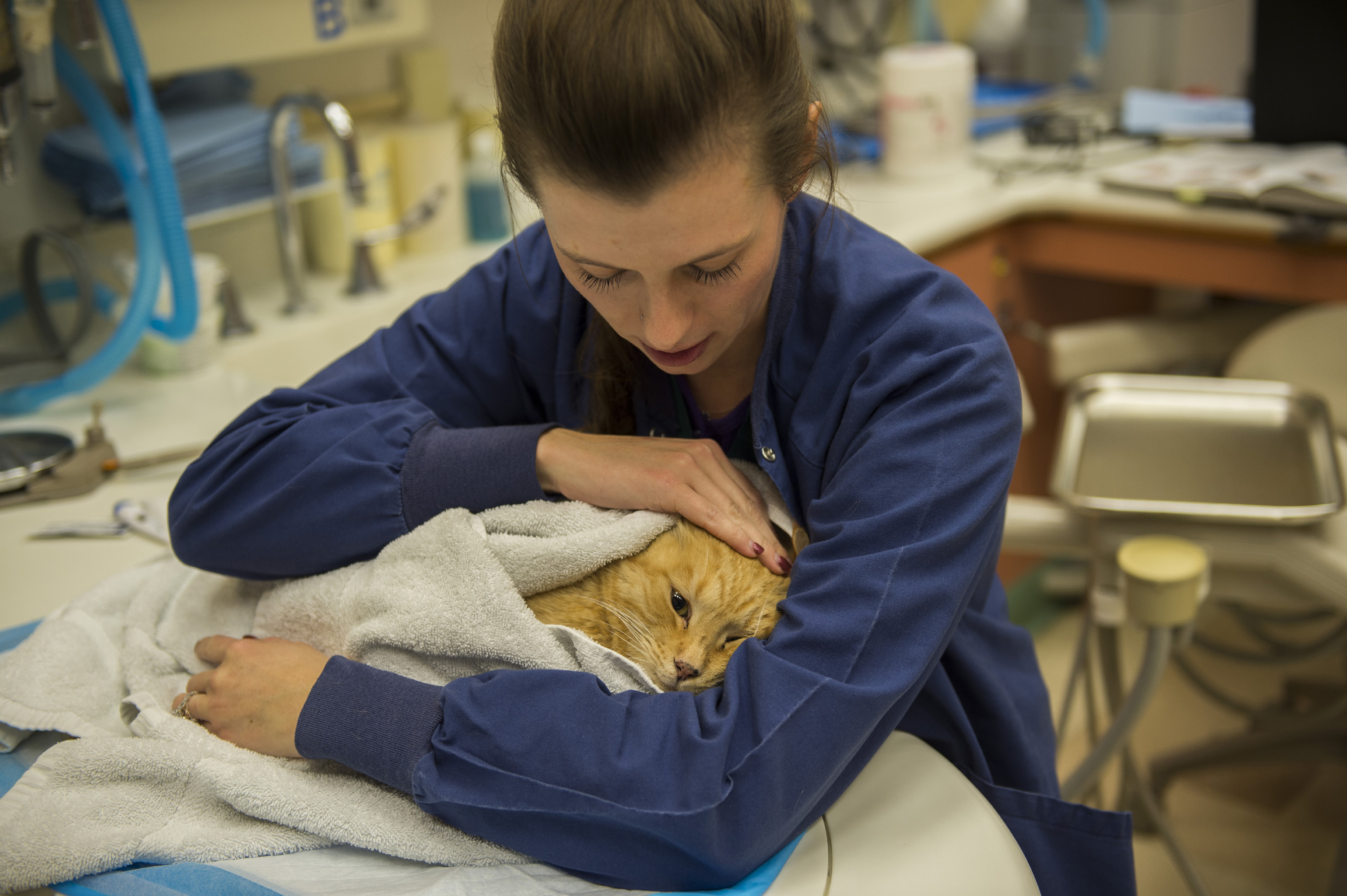 Experiment with stem cells to help cats gives hope to humans, too