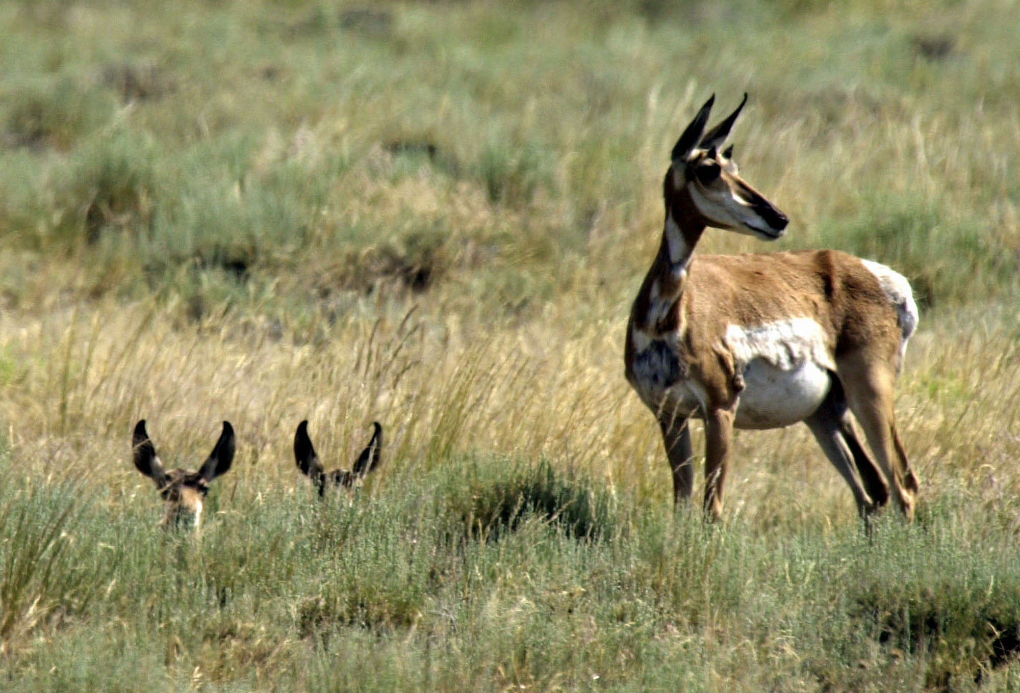 Pronghorn antelope heading back home on the range in Washington state