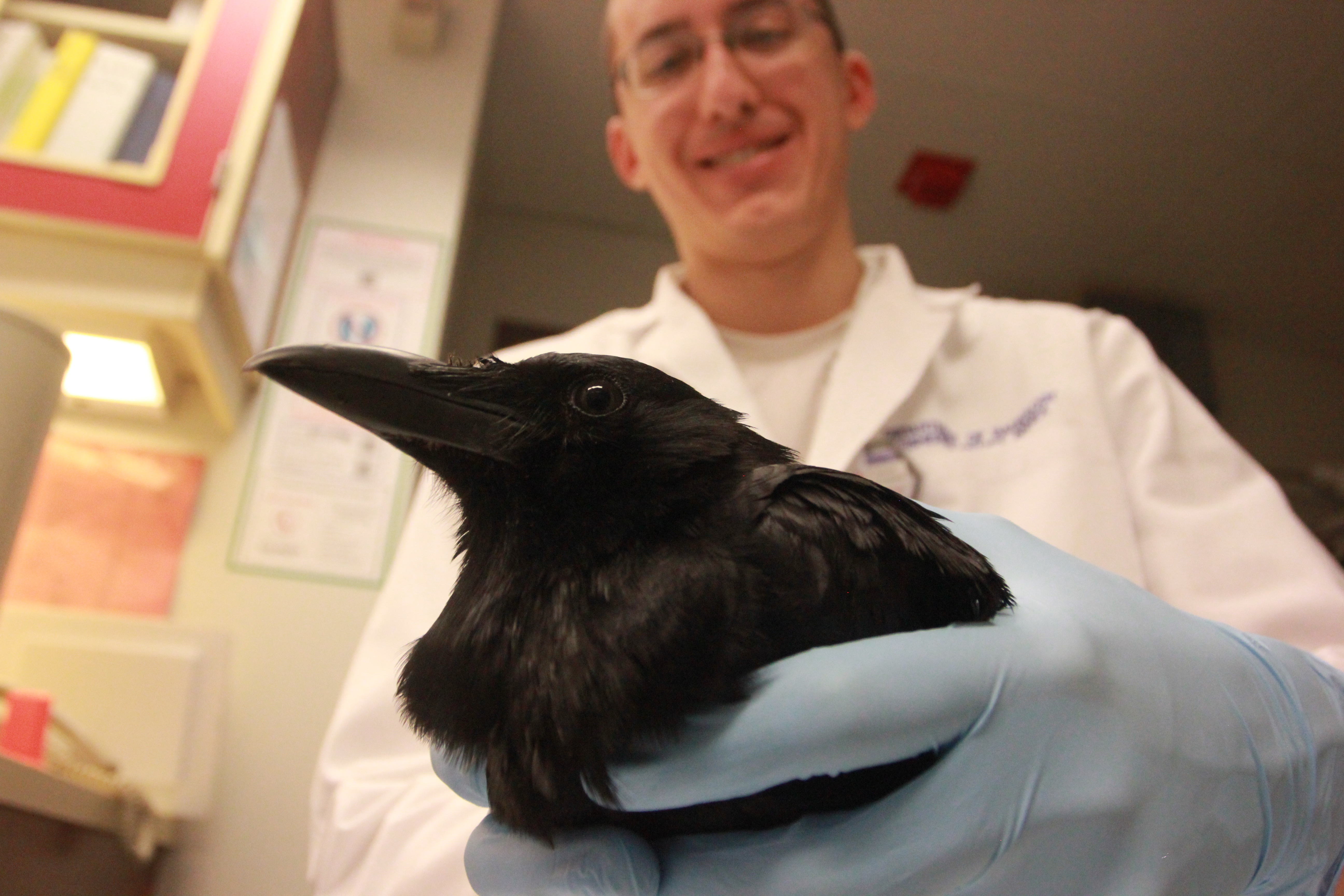 As the crow cries: Researchers study loud caws after a fellow bird's death
